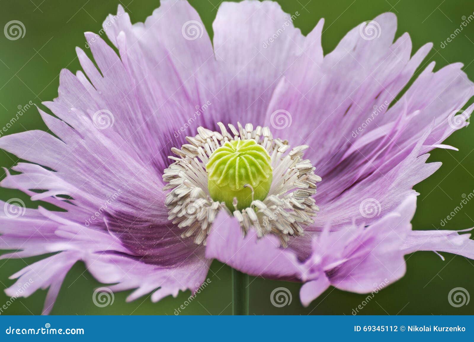 Flor de la amapola de opio foto de archivo. Imagen de opio - 69345112