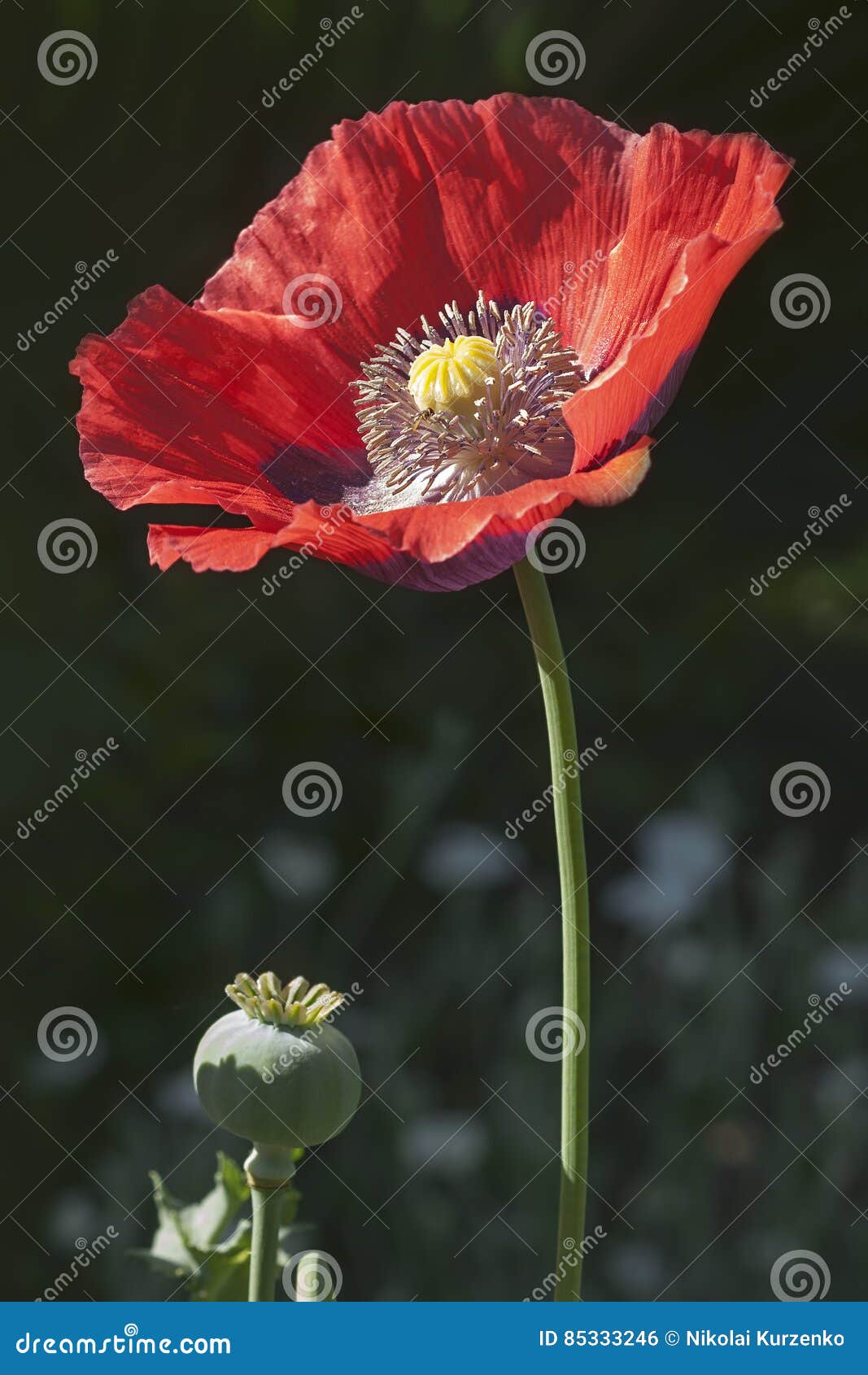 Flor de la amapola de opio foto de archivo. Imagen de cubo - 85333246