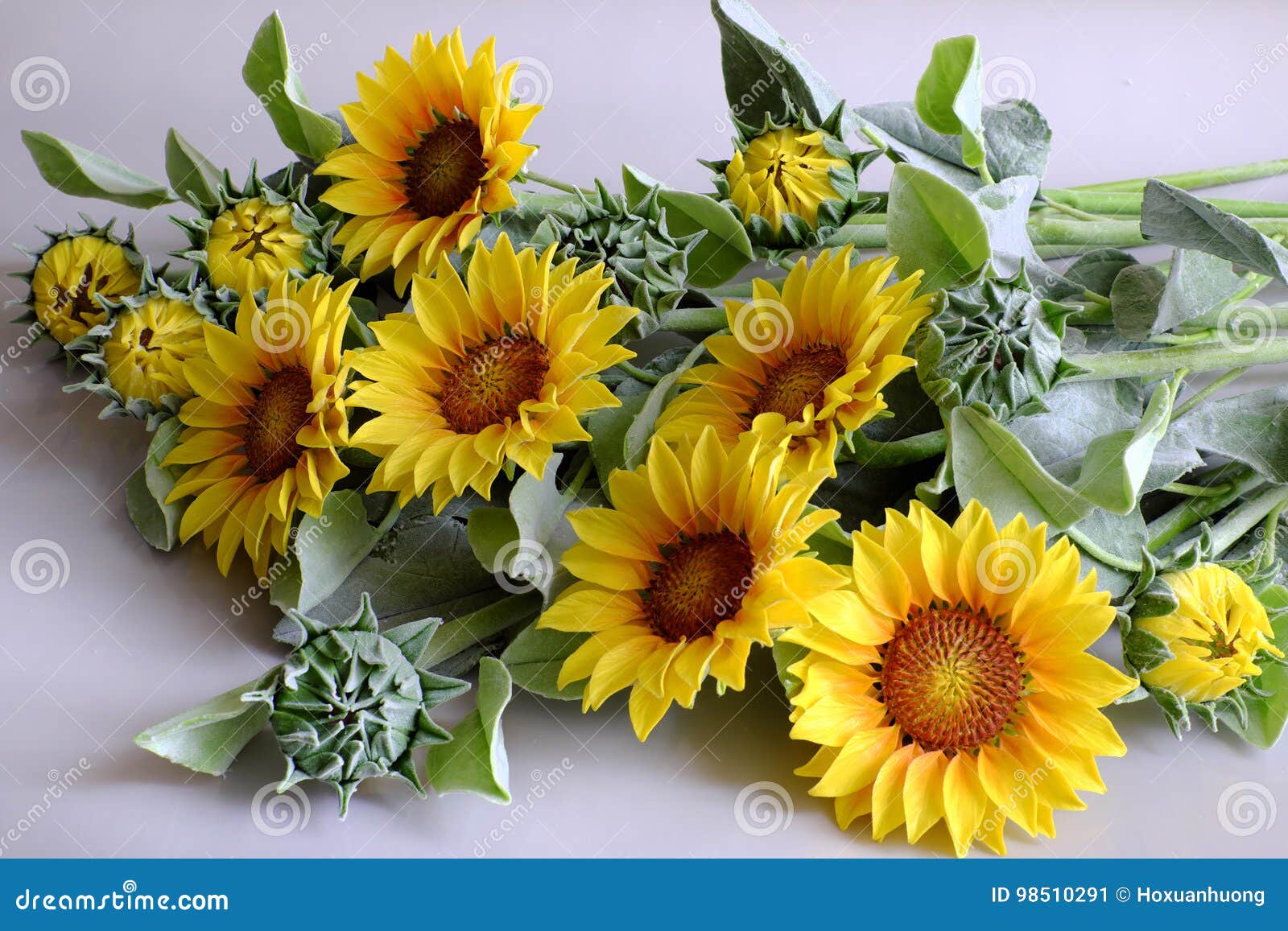 Flor De La Arcilla, Ramo Del Girasol Imagen de archivo - Imagen de ...