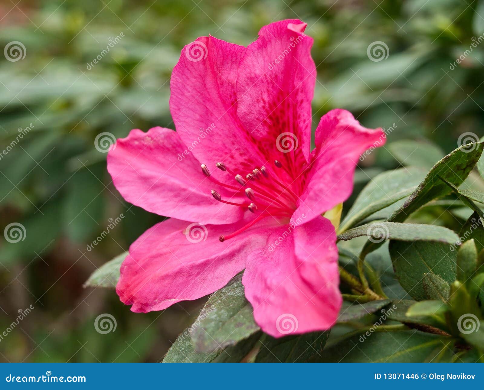 Flor de la azalea foto de archivo. Imagen de hermoso - 13071446