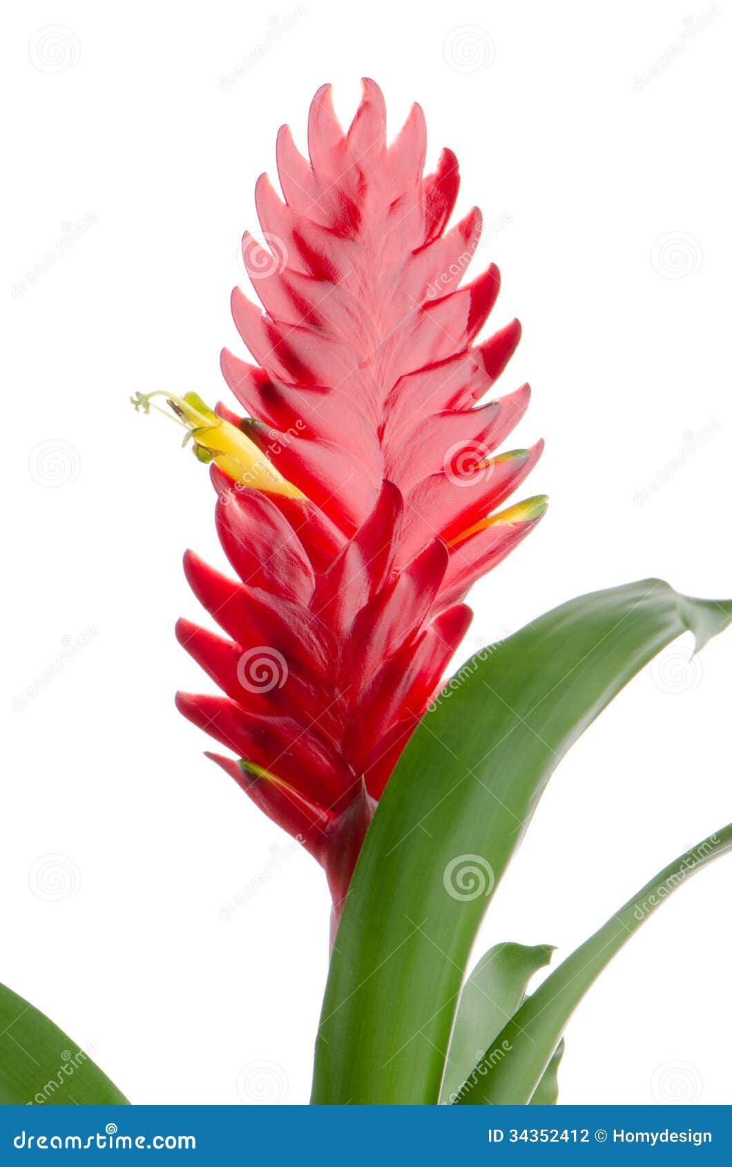 Flor de la bromelia foto de archivo. Imagen de cierre - 34352412