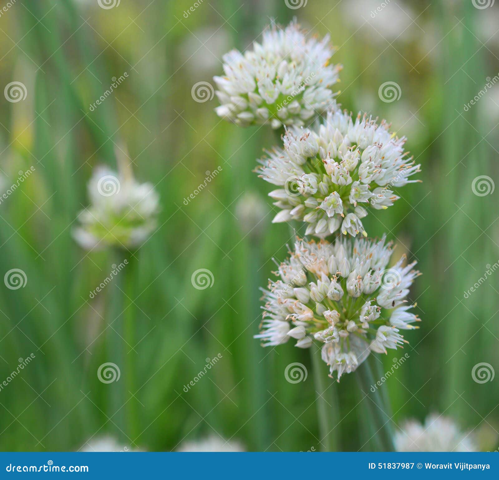 Flor de la cebolla imagen de archivo. Imagen de verde - 51837987