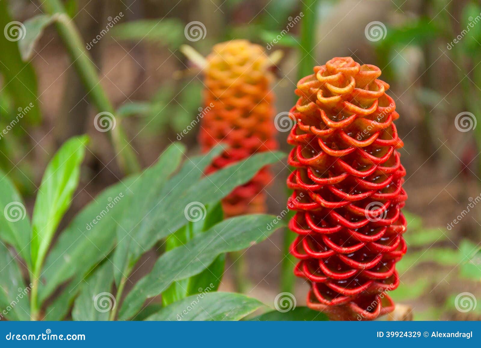 Flor De La Cera Del Jengibre Imagen de archivo - Imagen de verano ...