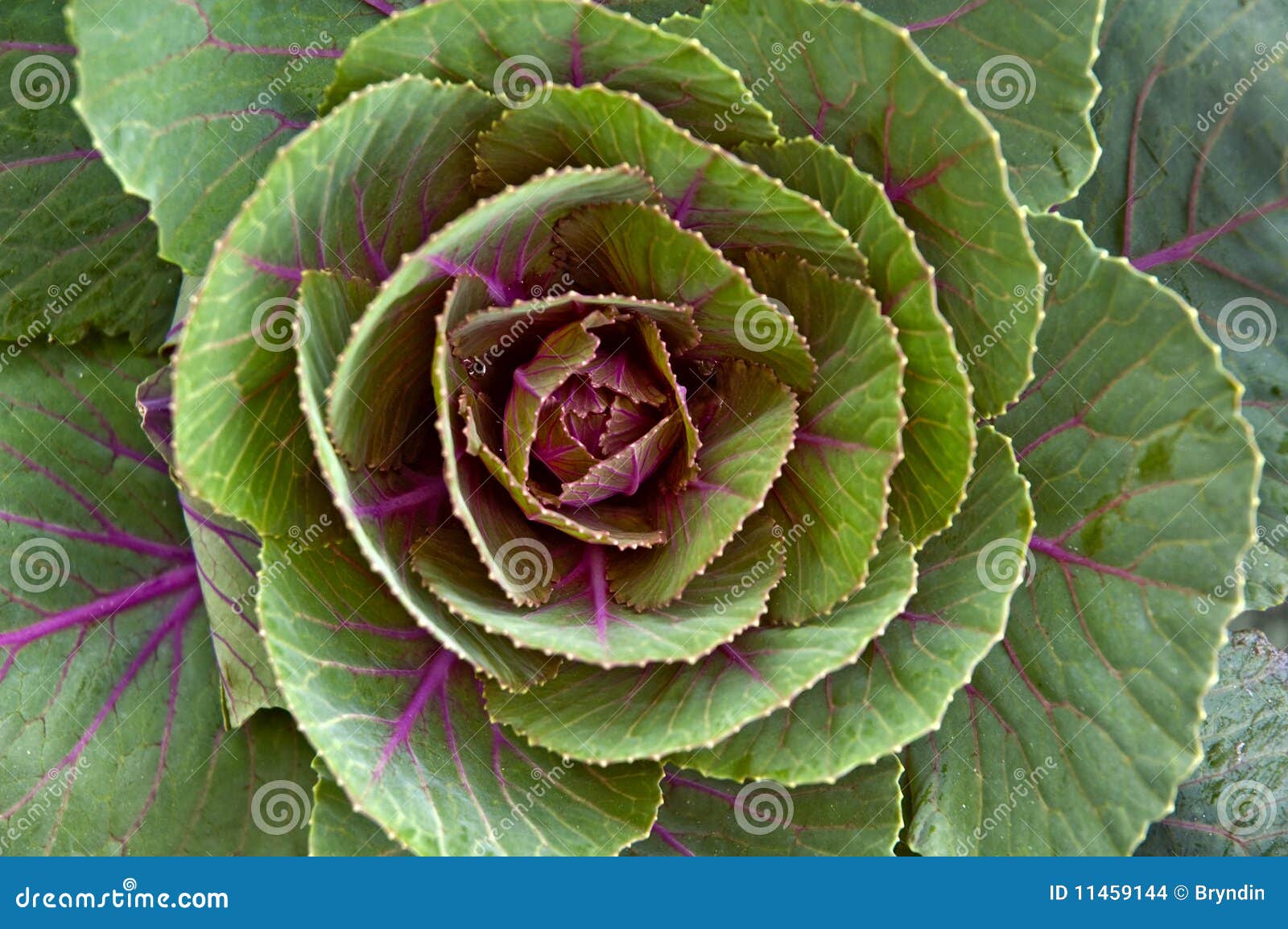 Flor de la col foto de archivo. Imagen de crecimiento - 11459144