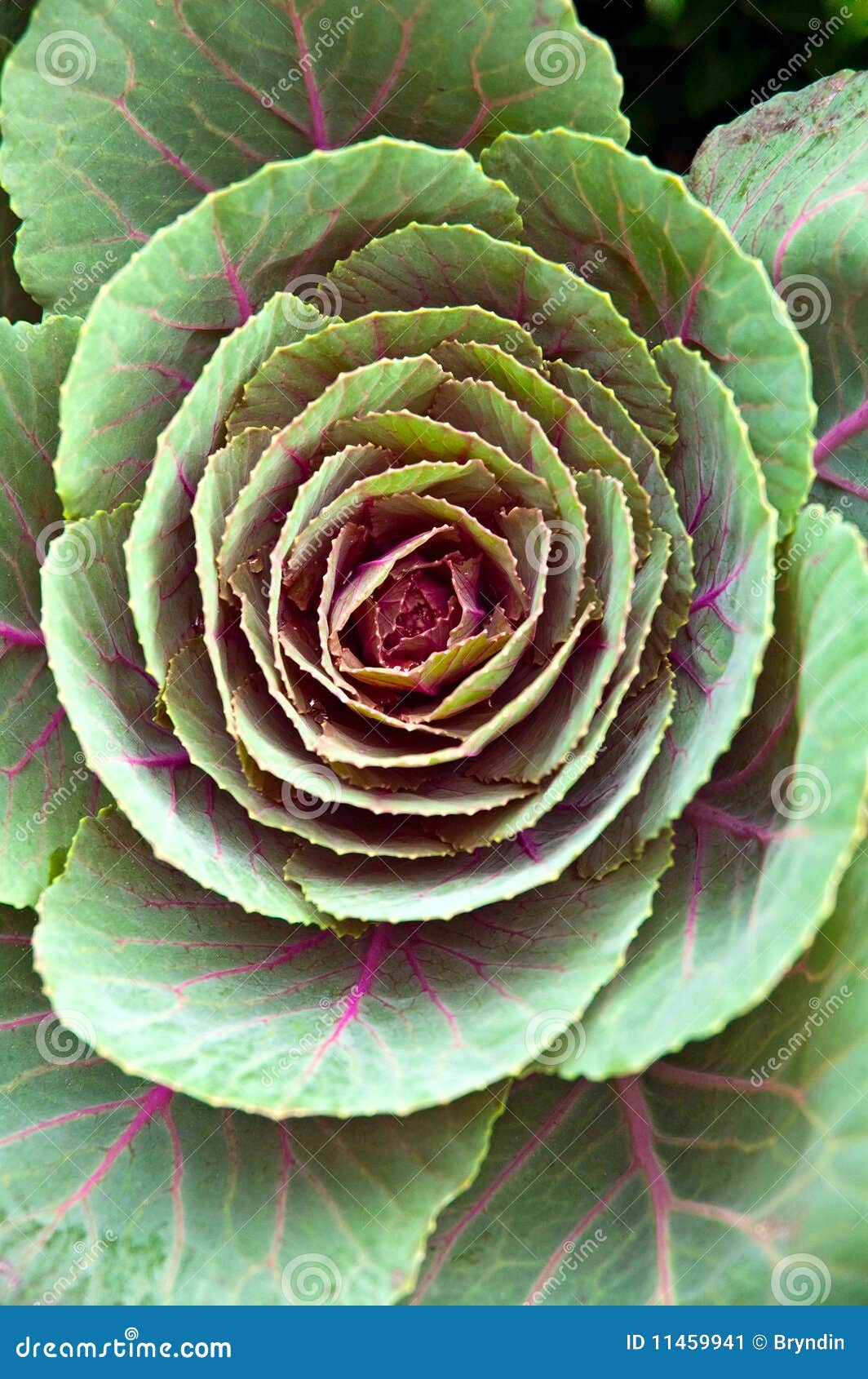 Flor de la col imagen de archivo. Imagen de hojas, flor - 11459941