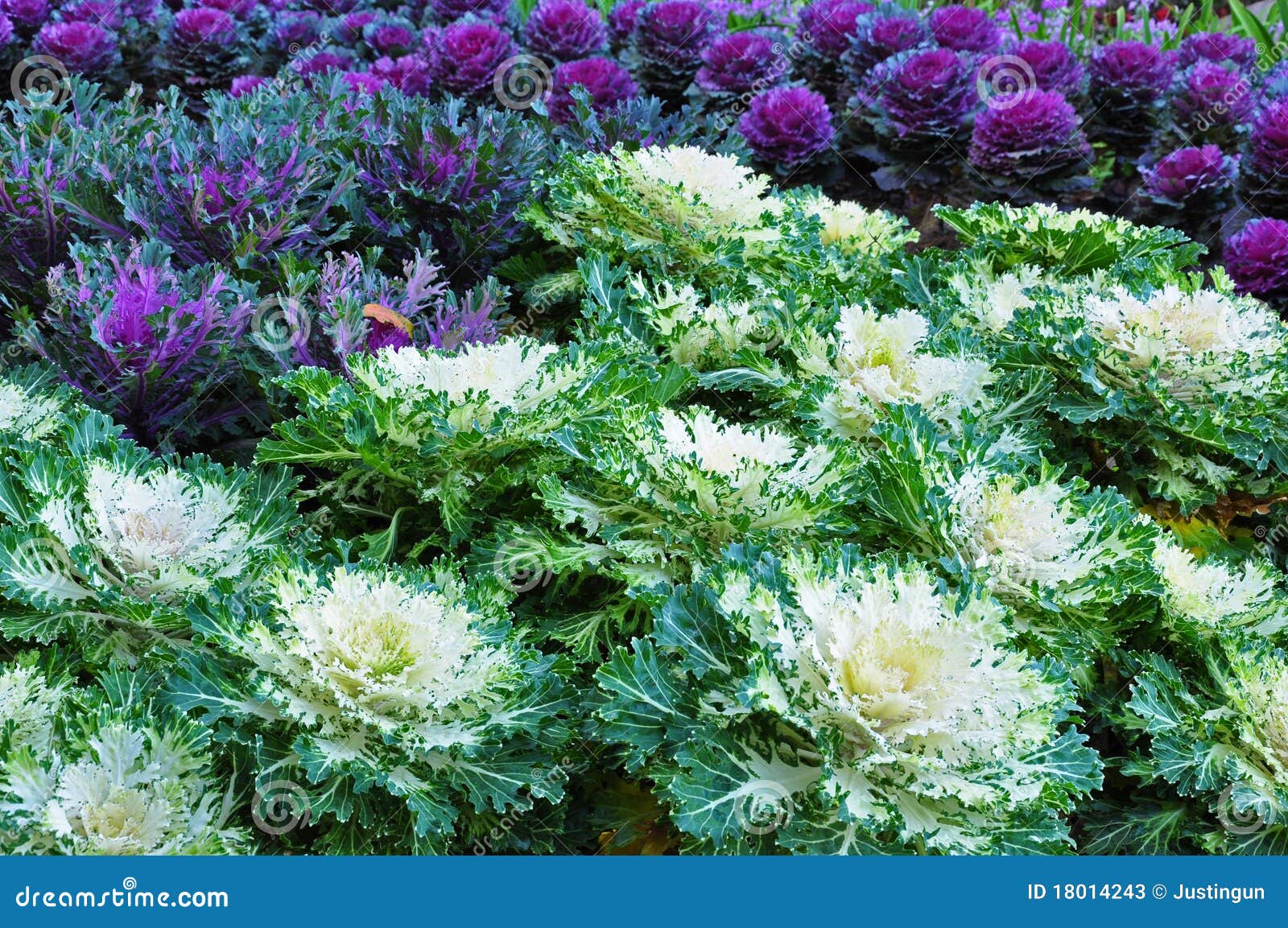 Flor de la col imagen de archivo. Imagen de ornamental - 18014243