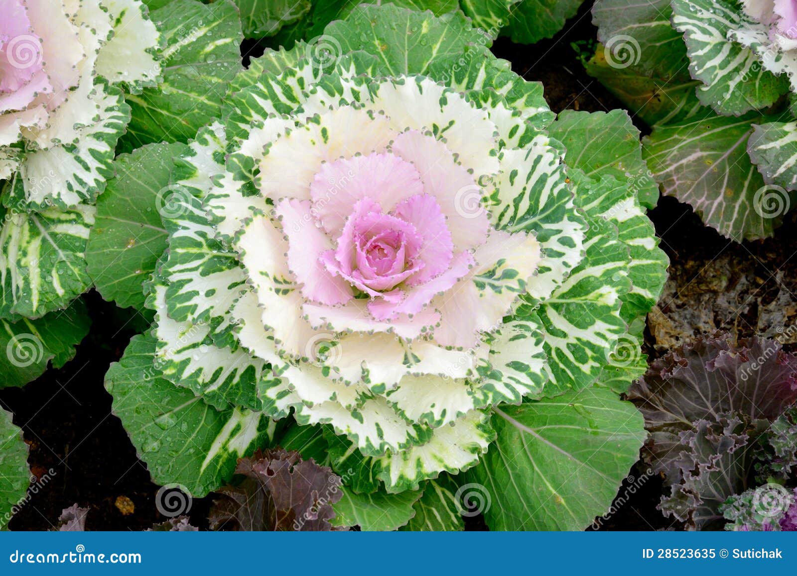 Flor de la col imagen de archivo. Imagen de horticultura - 28523635