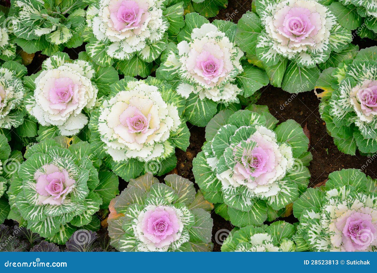 Flor de la col imagen de archivo. Imagen de hoja, modelo - 28523813