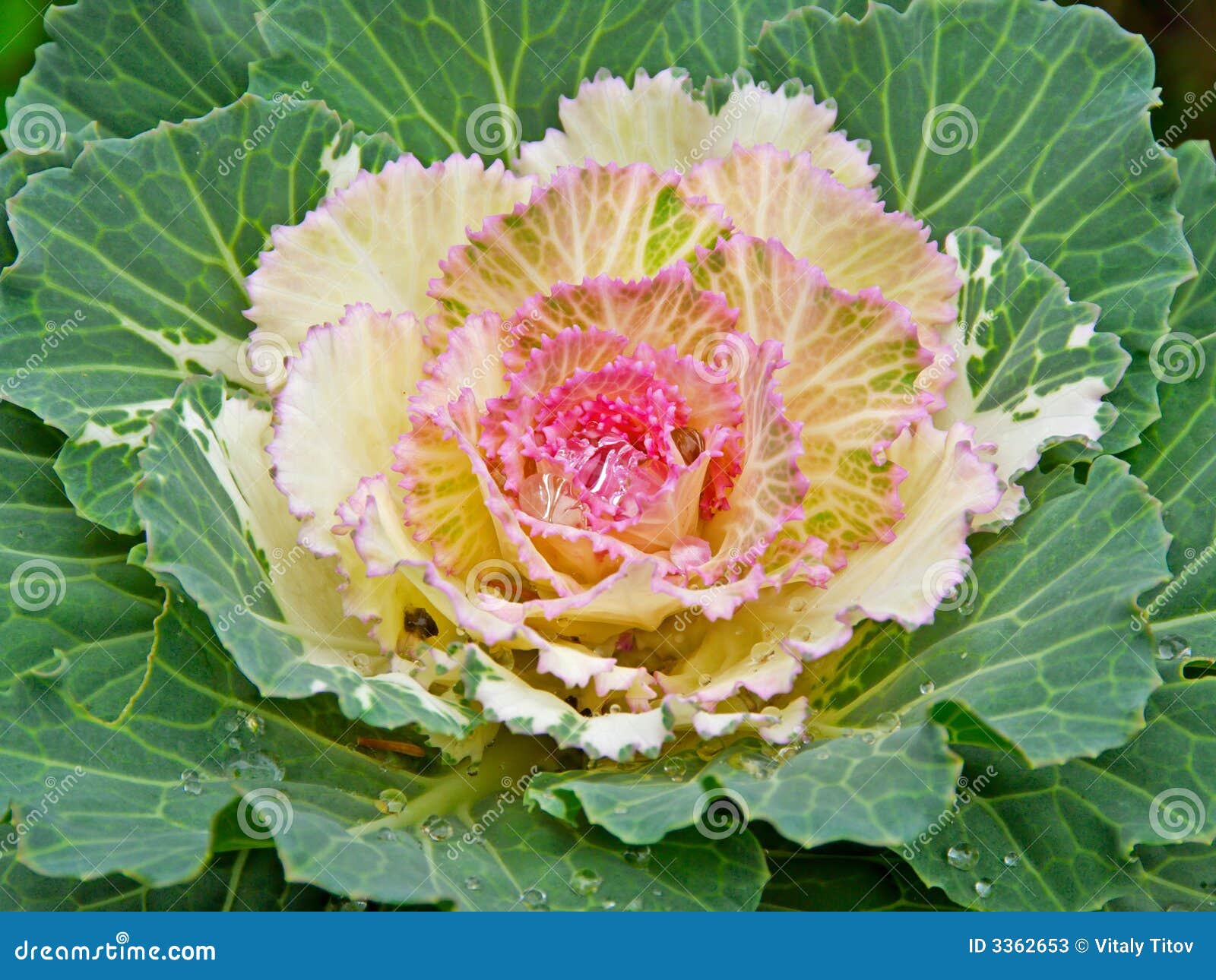 Flor de la col imagen de archivo. Imagen de gotas, textura - 3362653