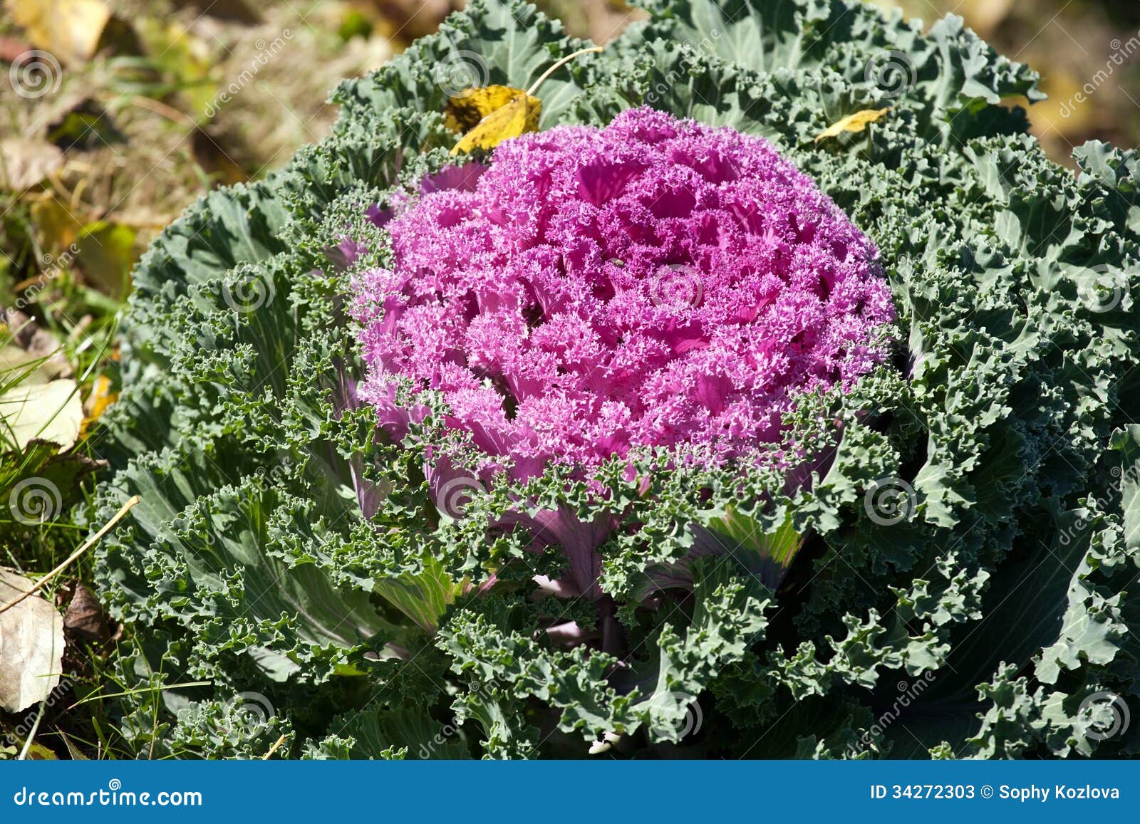 Flor de la col imagen de archivo. Imagen de alimento - 34272303