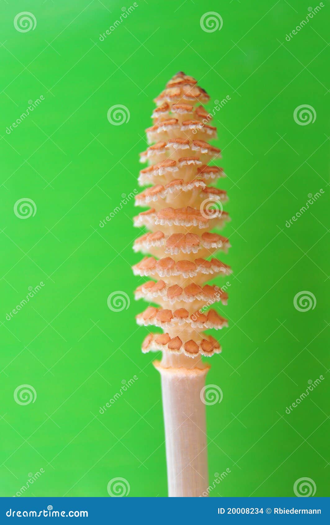 Flor De La Cola De Caballo (Equisetum) Foto de archivo - Imagen de ...