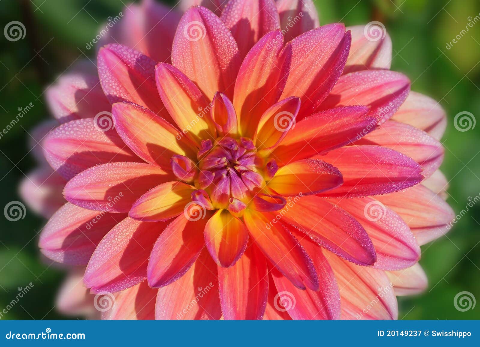 Flor de la dalia imagen de archivo. Imagen de rojo, dalia - 20149237