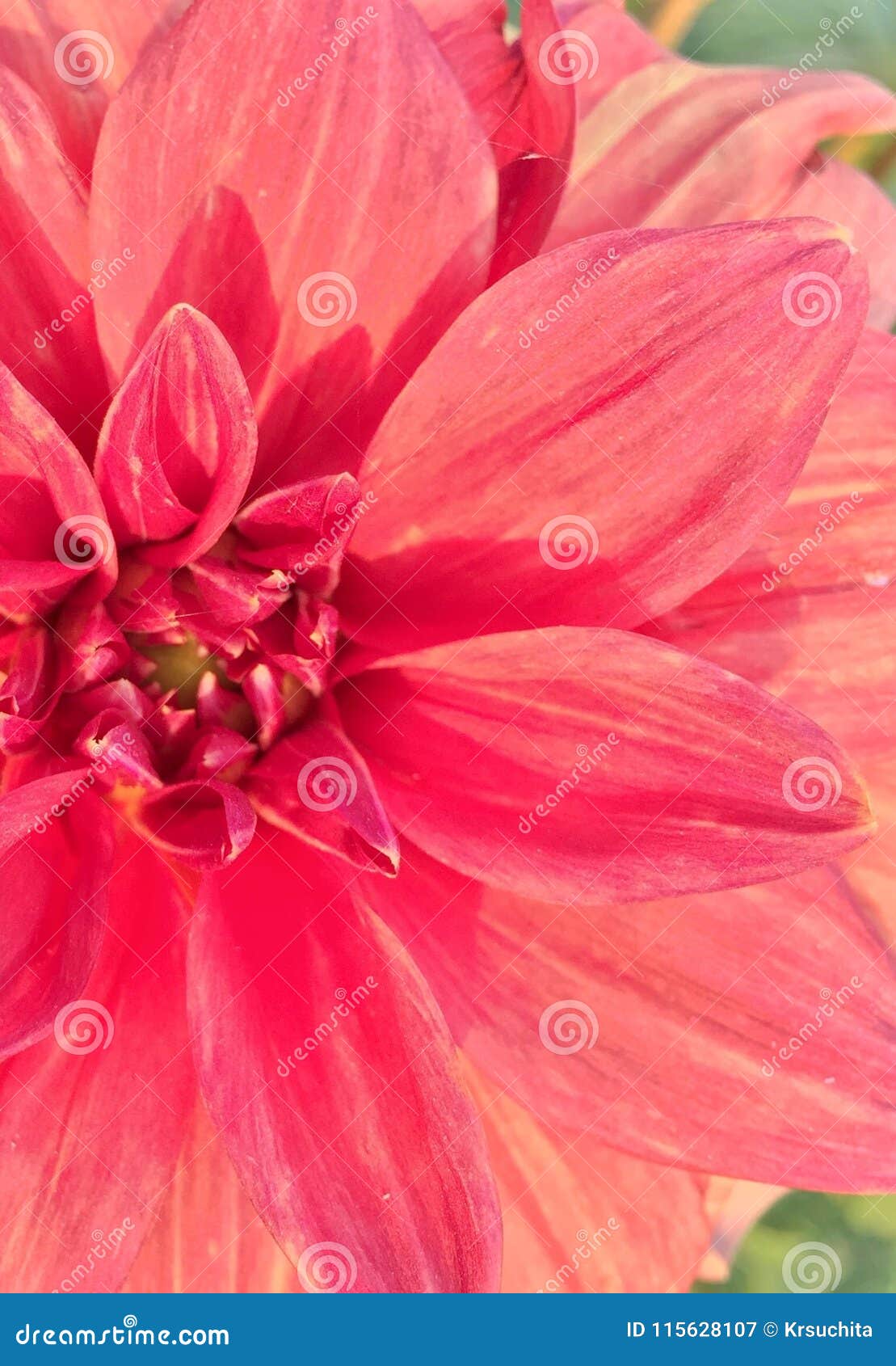 Flor De La Dalia En Color Rosado Imagen de archivo - Imagen de ...