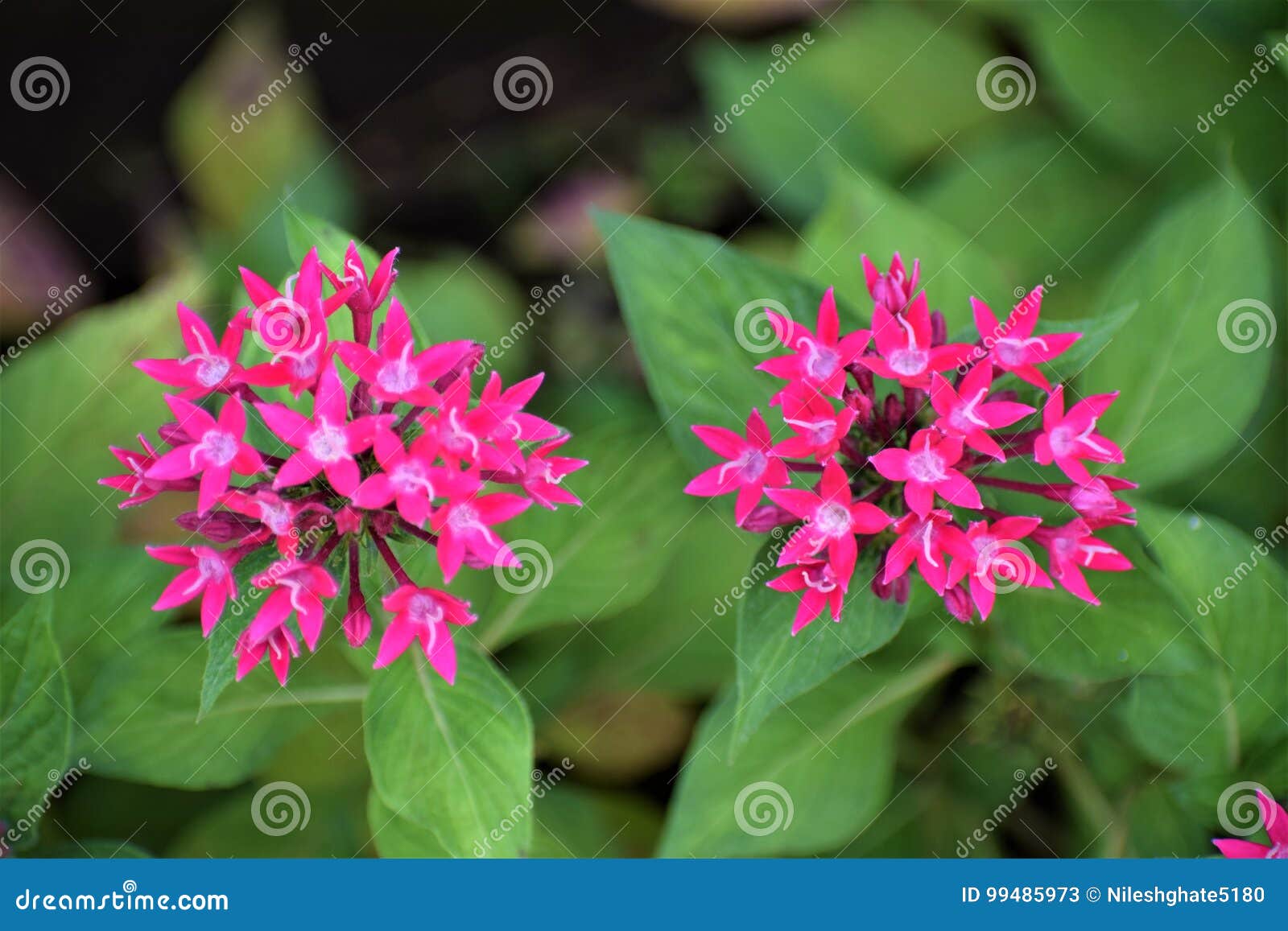 Flor de la estrella imagen de archivo. Imagen de lavanda - 99485973
