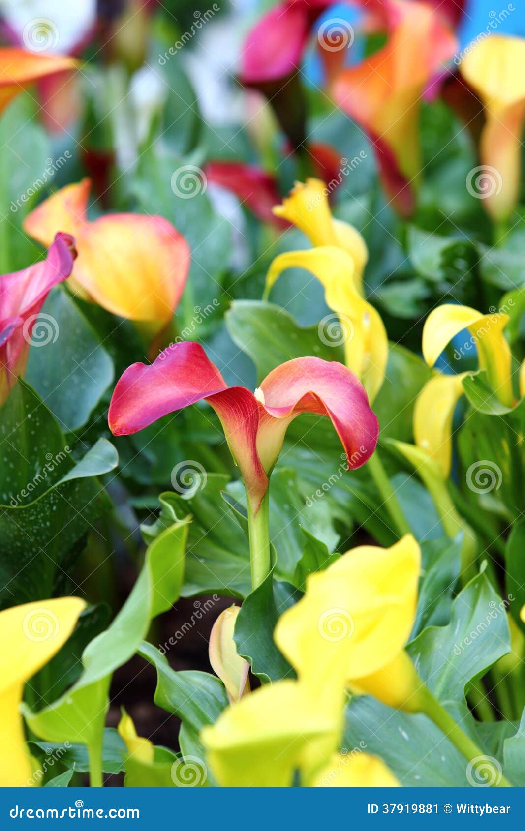 Flor de la flor de la cala imagen de archivo. Imagen de hermoso - 37919881