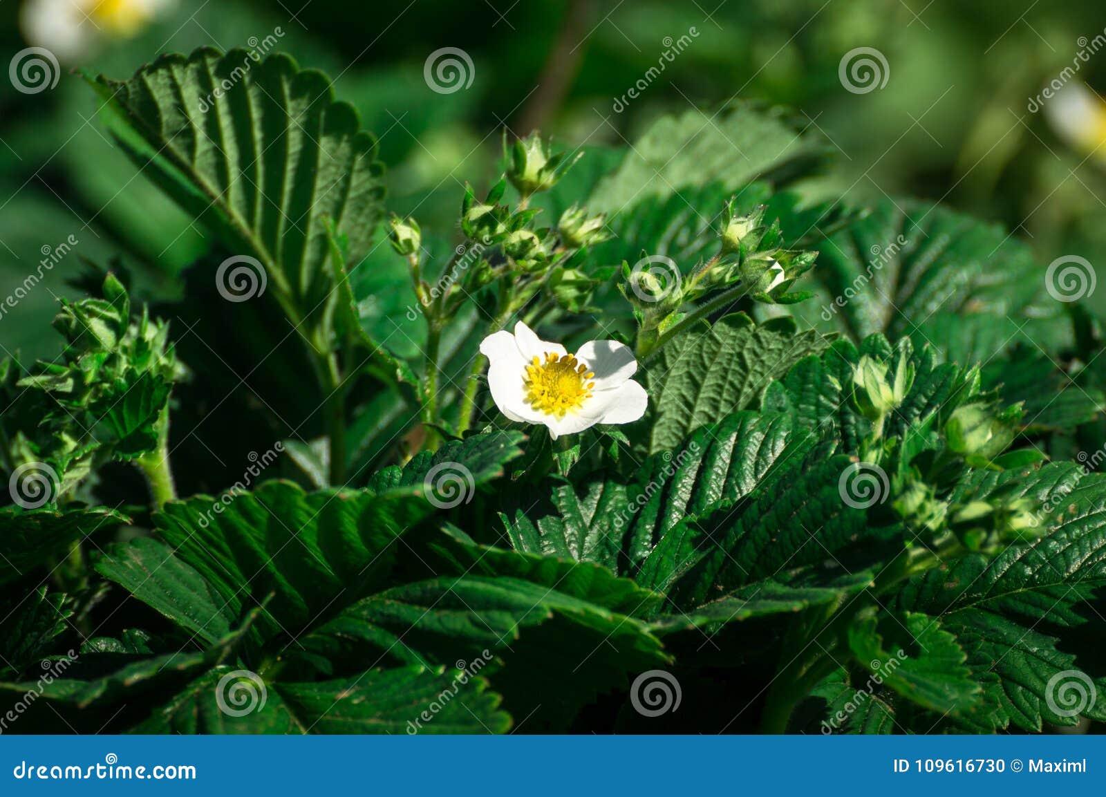 Flor de la fresa foto de archivo. Imagen de granja, floral - 109616730