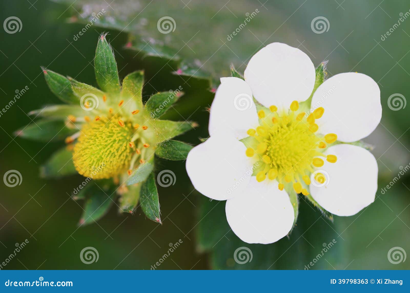 Flor de la fresa imagen de archivo. Imagen de hermoso - 39798363