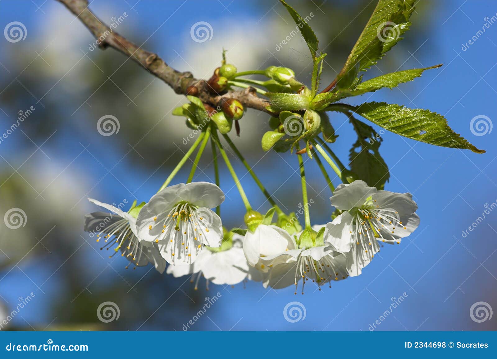 Flor De La Fruta Imagen. Imagen: 2344698