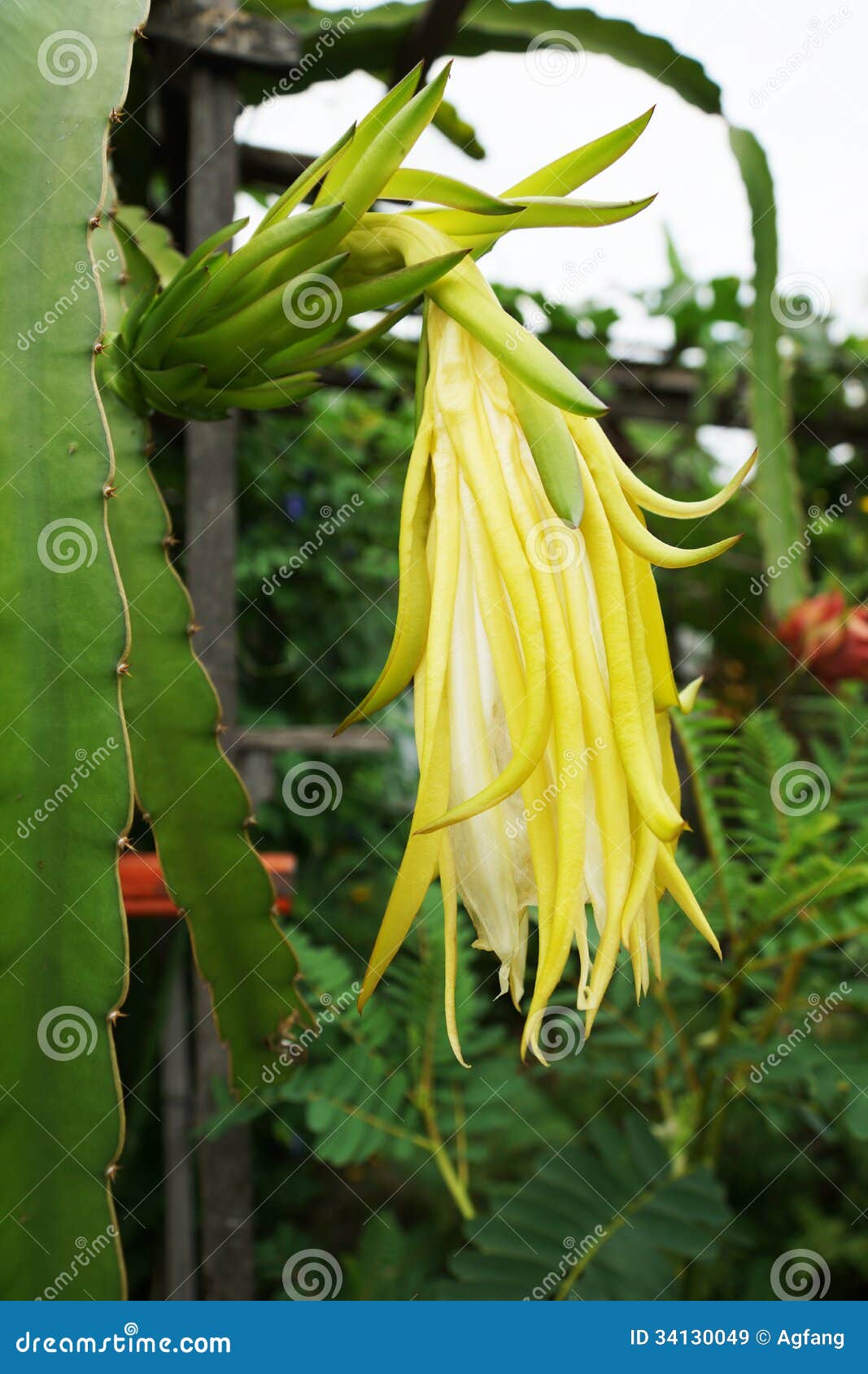 Flor De La Fruta Del Dragón Imagen de archivo - Imagen de exotismo ...