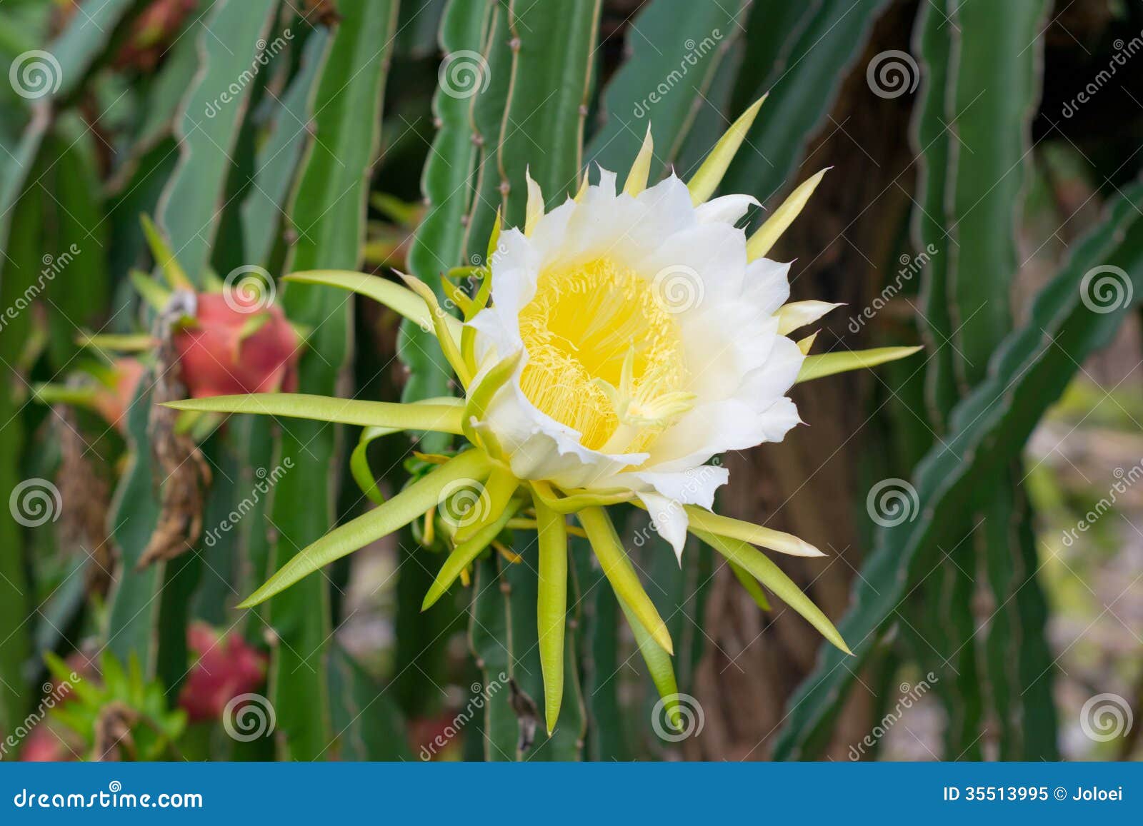 Flor De La Fruta Del Dragón Imagen de archivo - Imagen de cubo, fruta ...