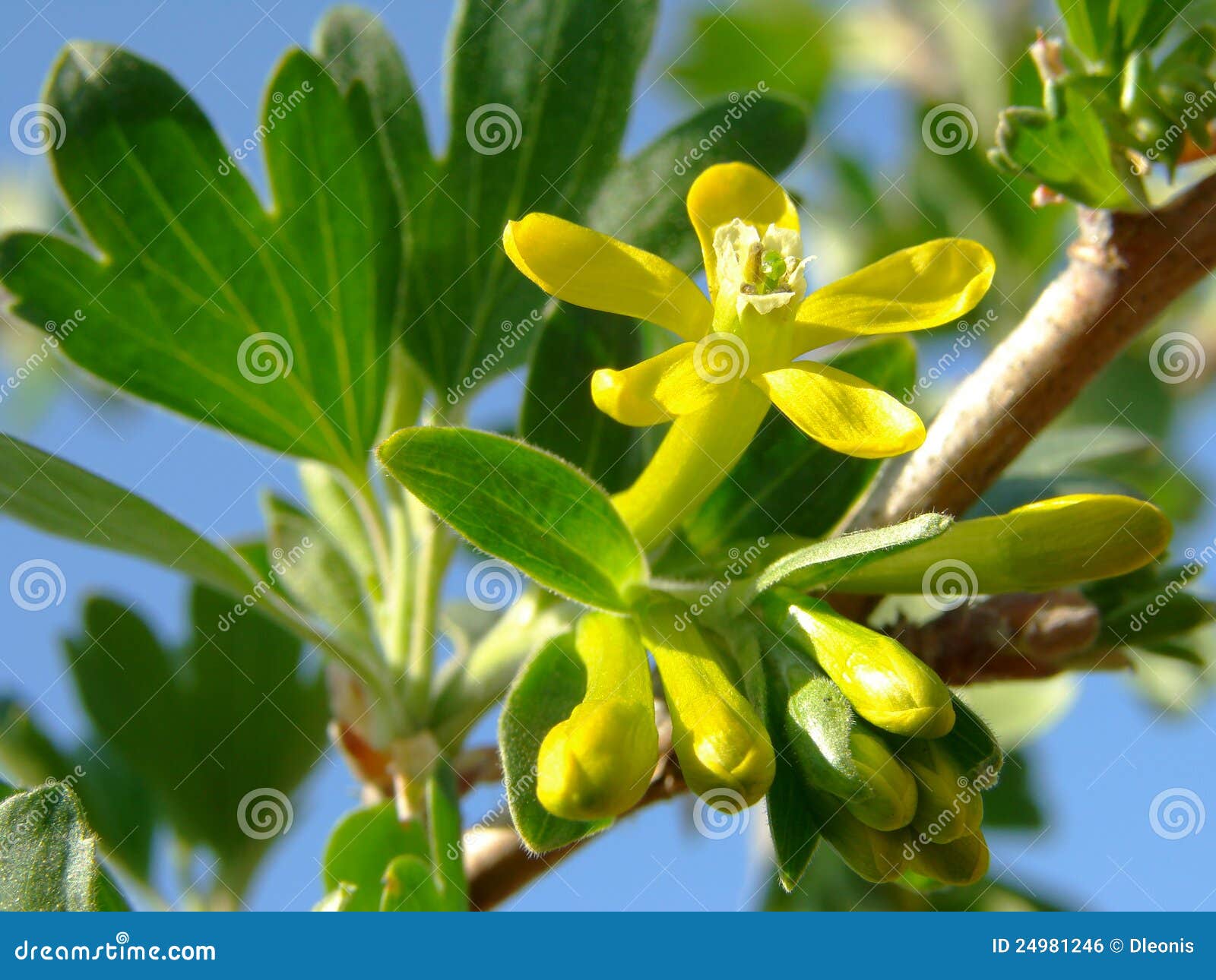 Flor de la grosella negra foto de archivo. Imagen de brillante - 24981246
