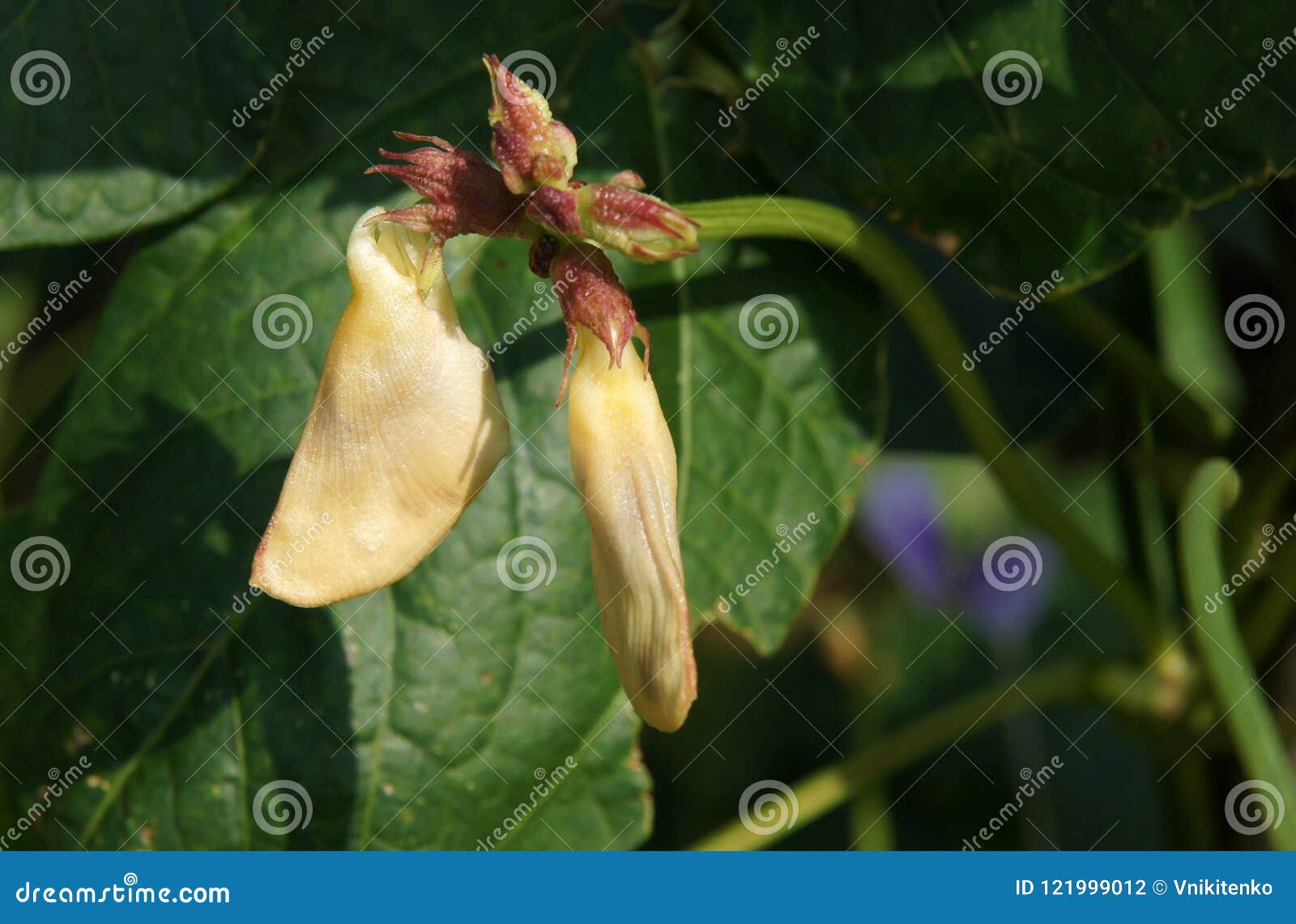 Flor De La Haba Del Yardlong Foto de archivo - Imagen de cubo, primer ...