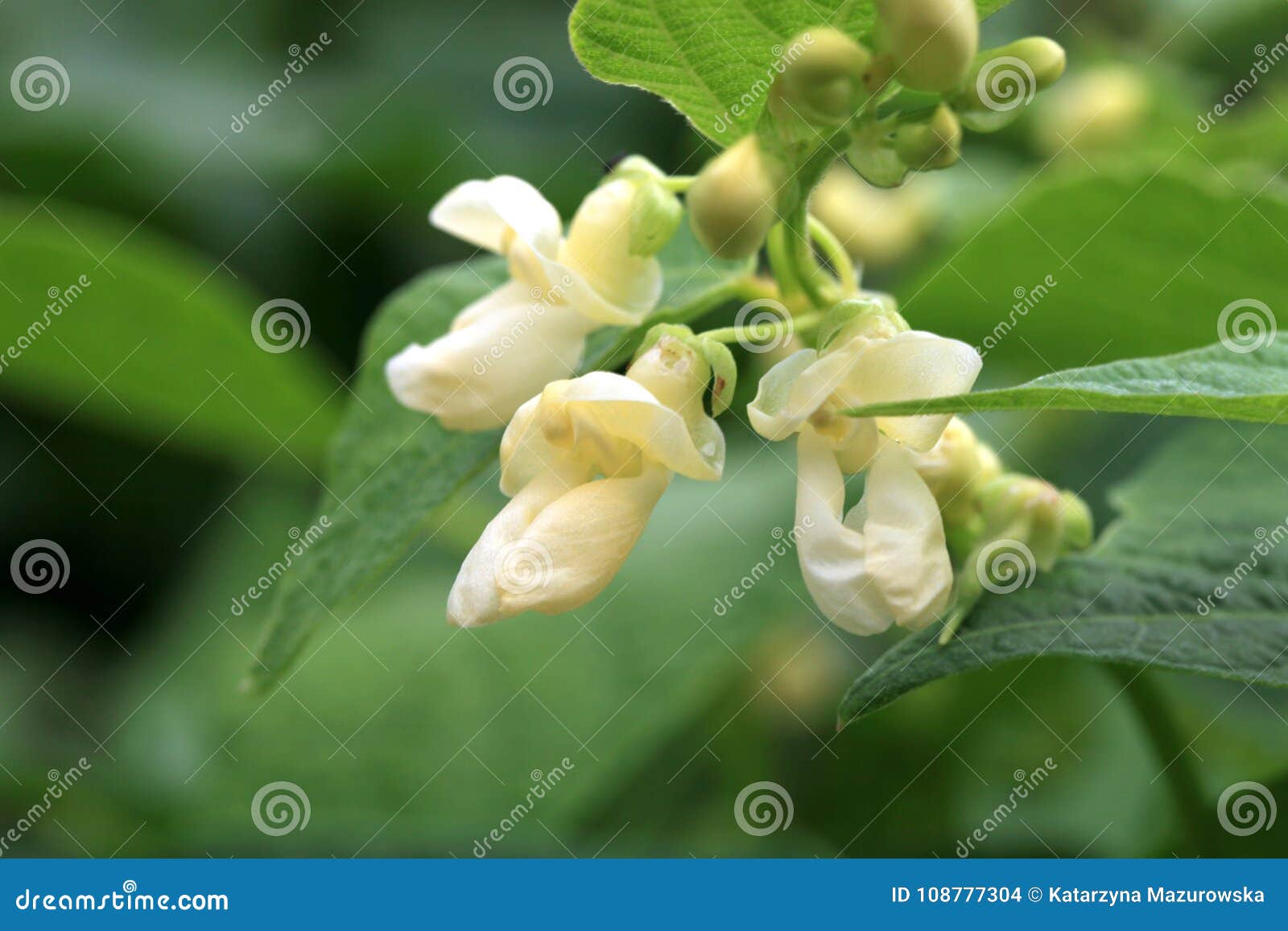 Flor de la haba enana foto de archivo. Imagen de verde - 108777304