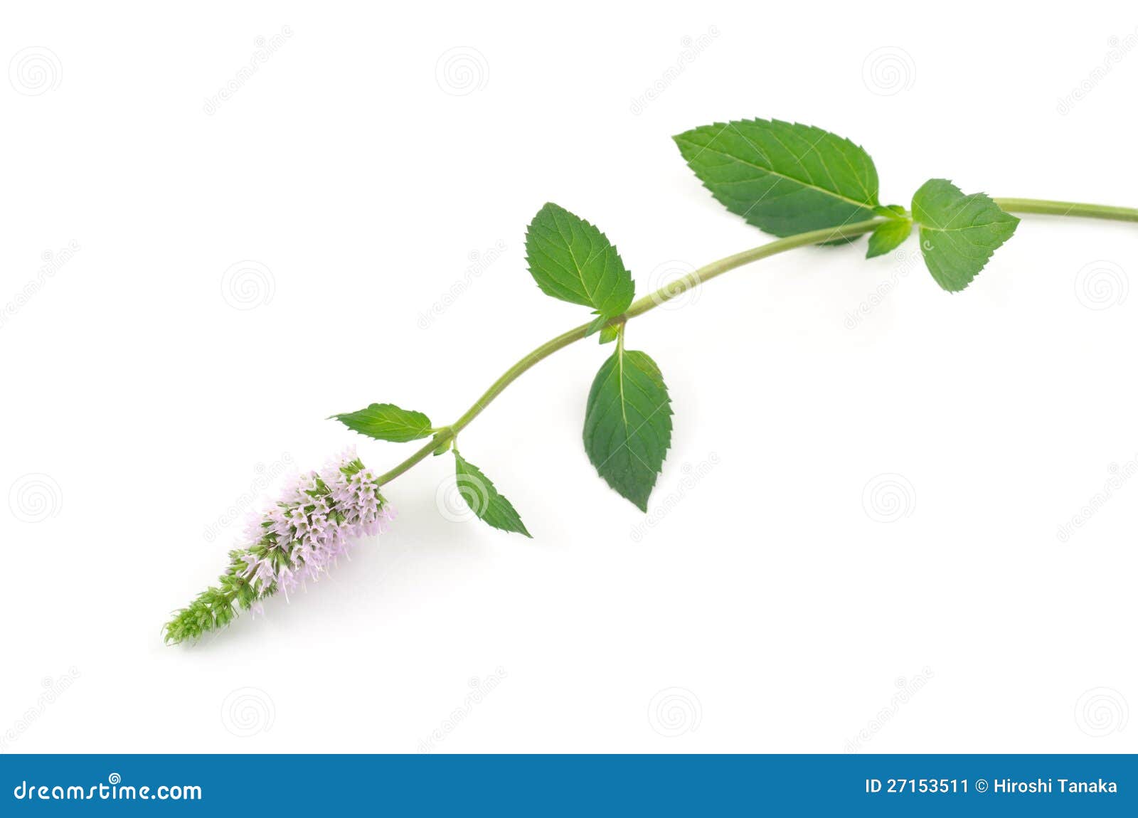 Flor de la hierbabuena imagen de archivo. Imagen de ingrediente - 27153511