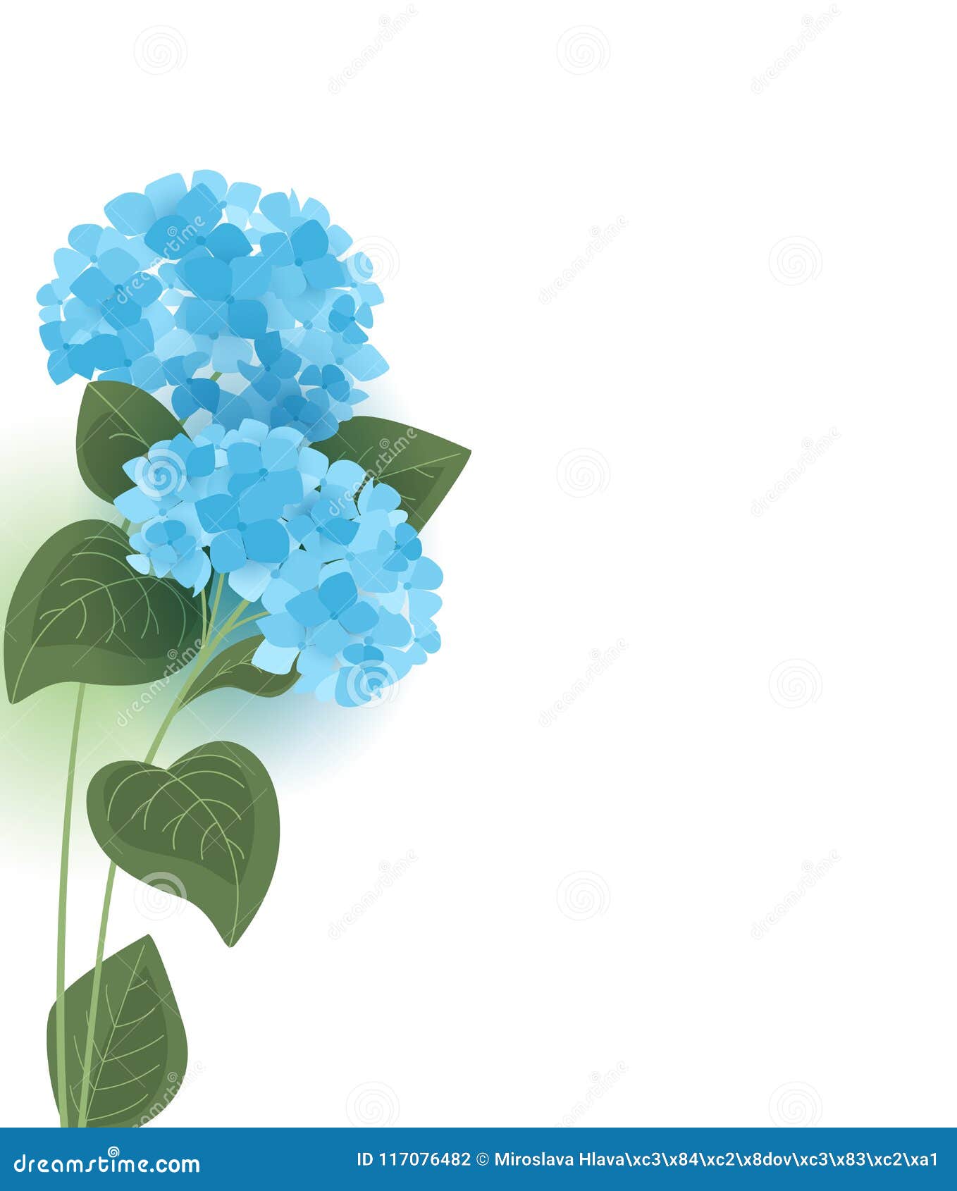 Flor De La Hortensia Del Vector Ilustración del Vector - Ilustración de ...