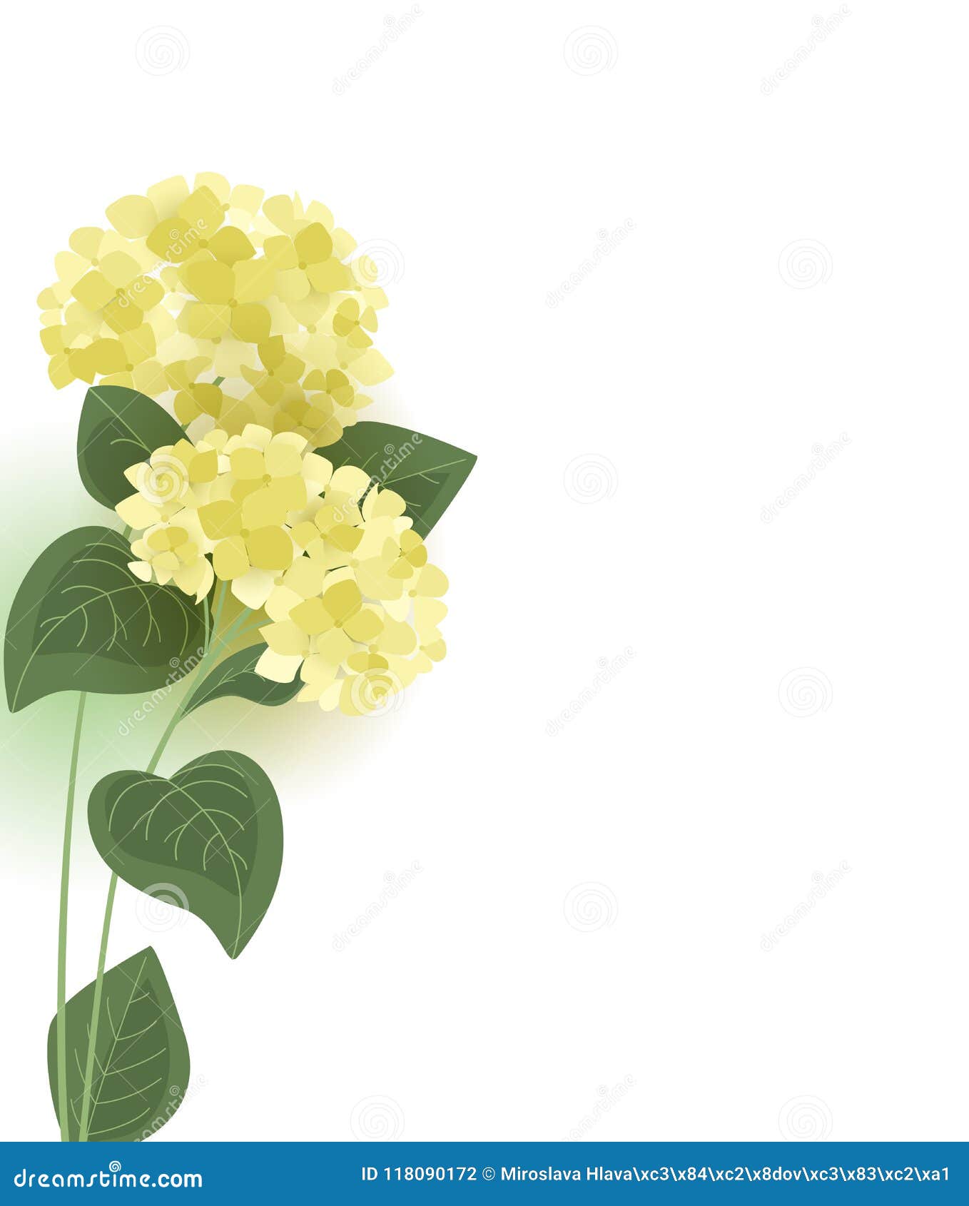 Flor De La Hortensia Del Vector Ilustración del Vector - Ilustración de ...