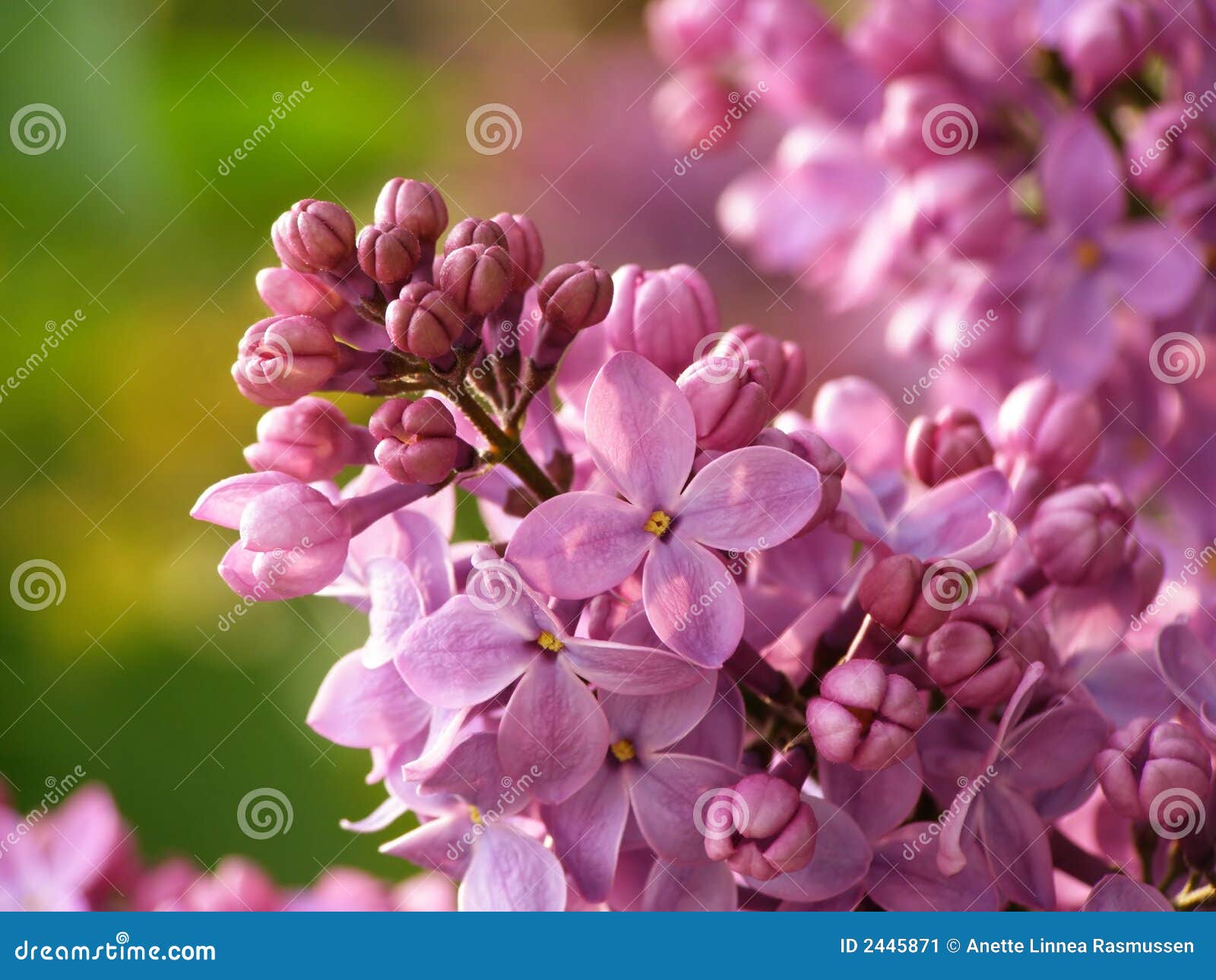 Flor de la lila imagen de archivo. Imagen de estacional - 2445871