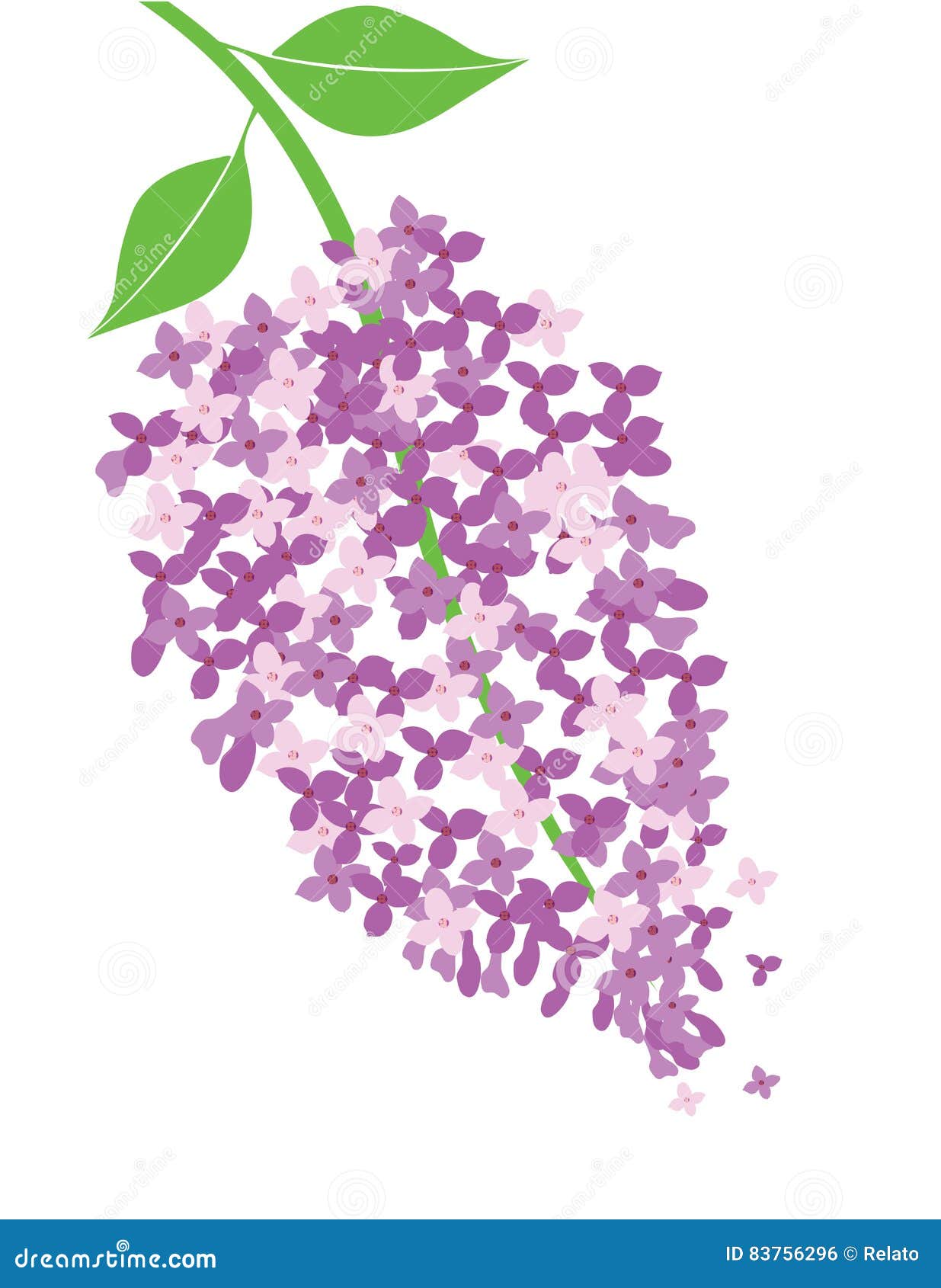 Flor de la lila del vector ilustración del vector. Ilustración de ...