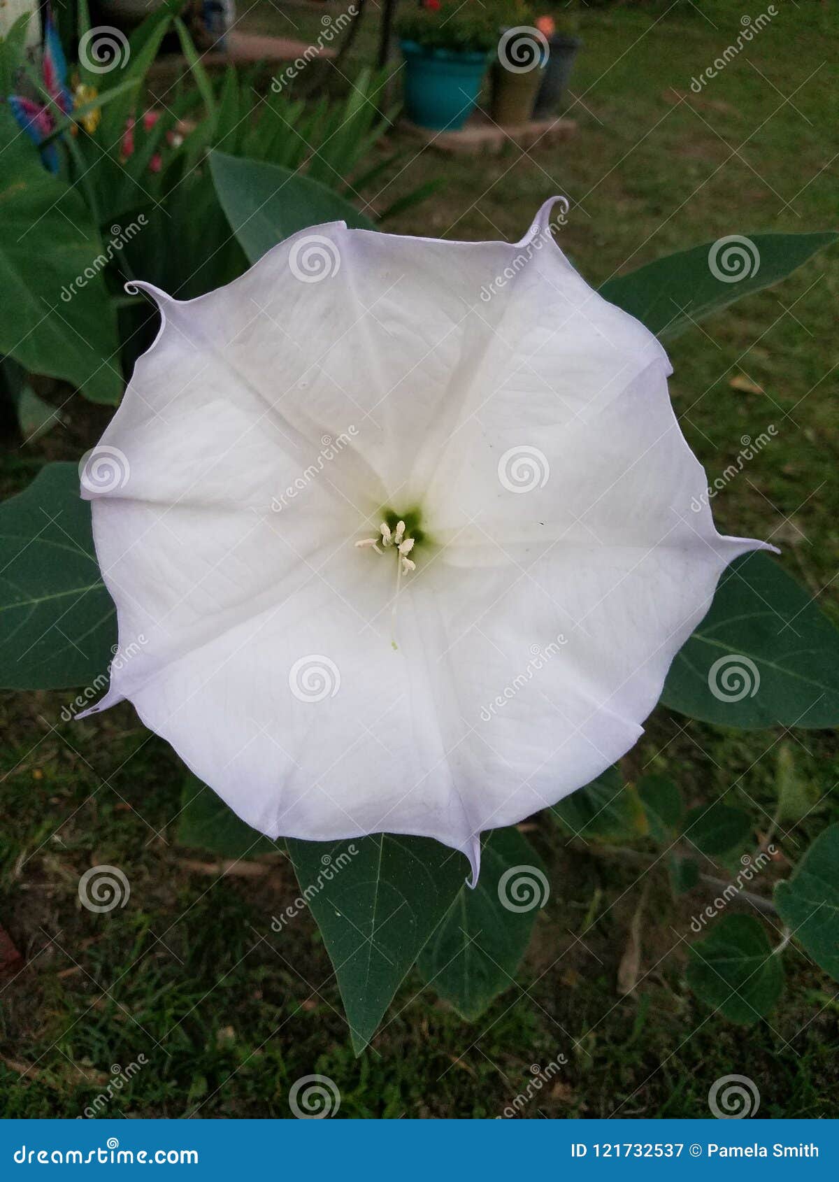 Flor de la luna imagen de archivo. Imagen de planta - 121732537