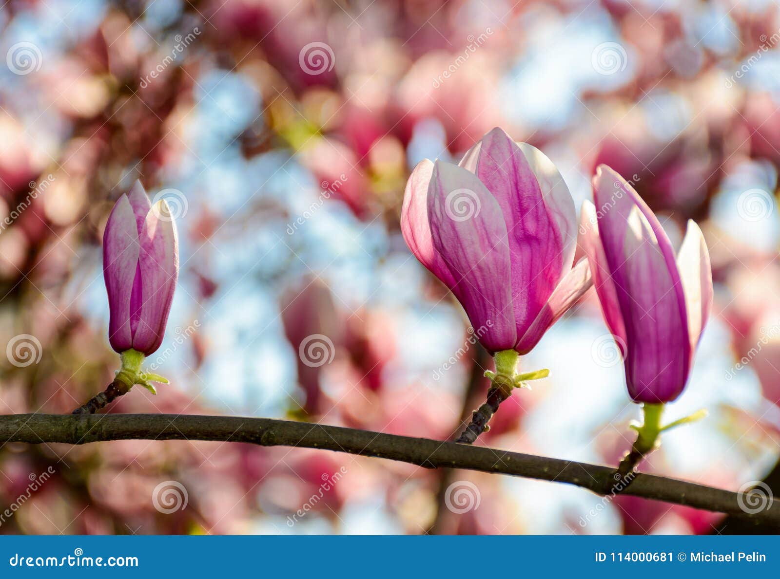 Flor De La Flor De La Magnolia En Primavera Imagen de archivo - Imagen ...