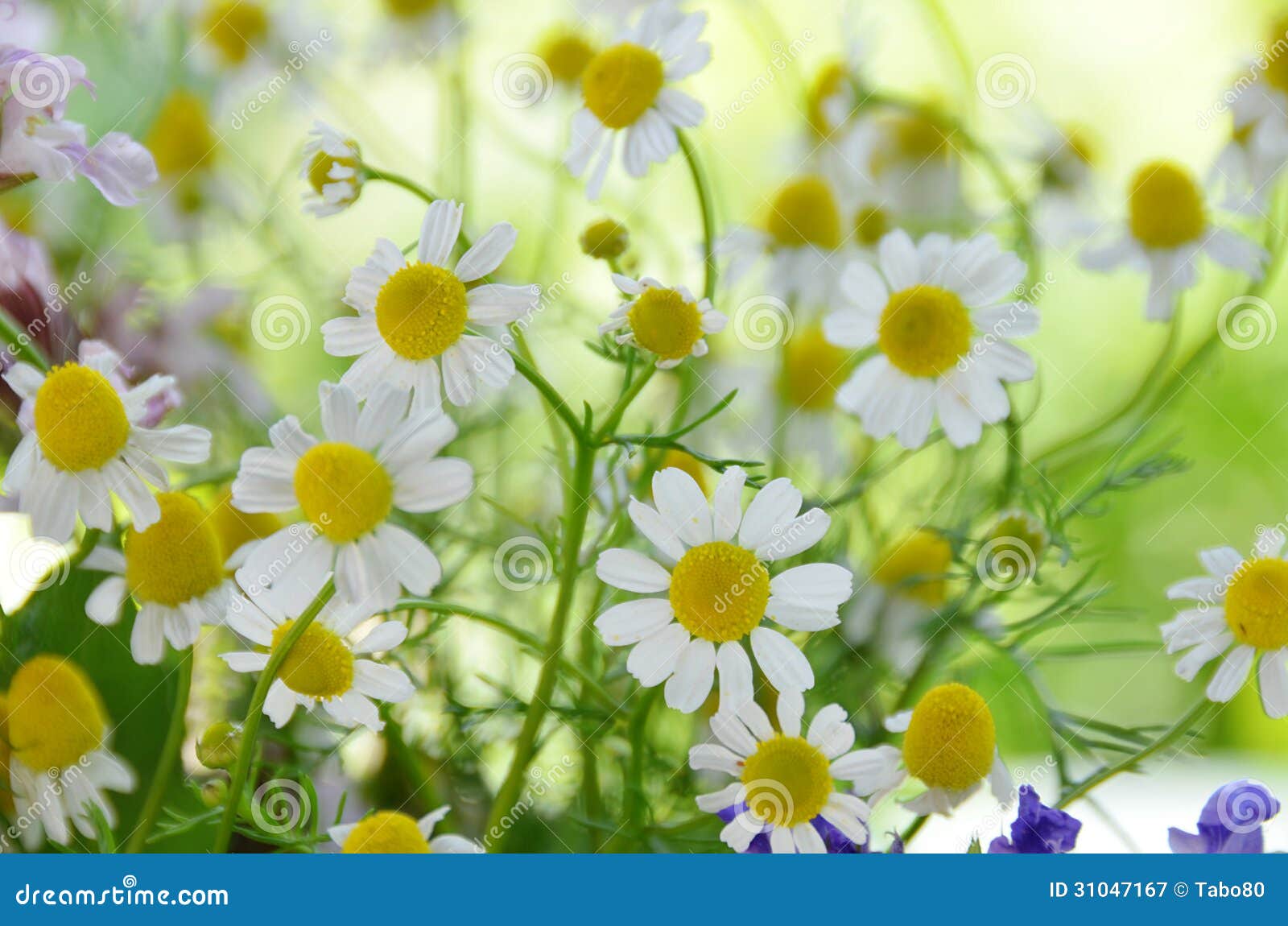 Flor de la manzanilla imagen de archivo. Imagen de herbario - 31047167
