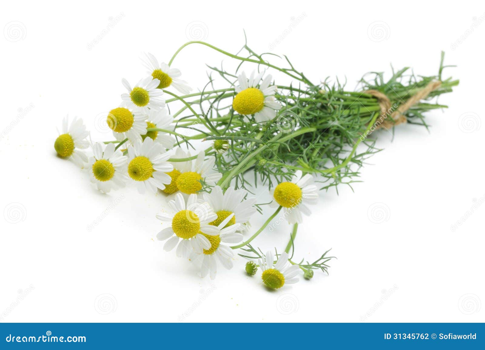 Flor de la manzanilla foto de archivo. Imagen de nadie - 31345762