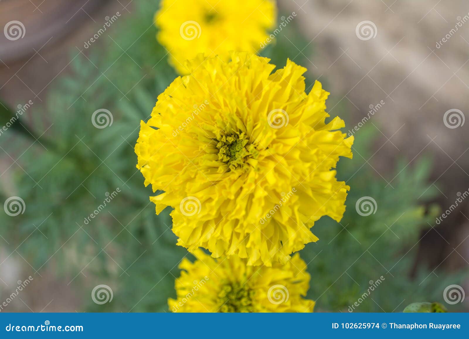 Flor de la maravilla foto de archivo. Imagen de maravillas - 102625974