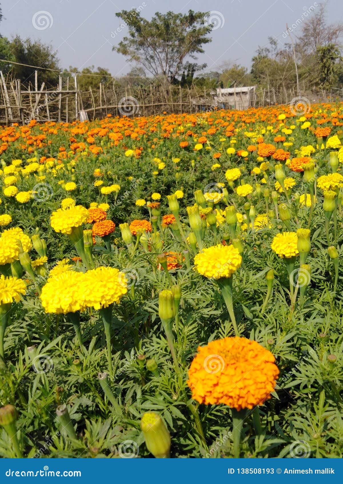 Flor de la maravilla imagen de archivo. Imagen de maravilla - 138508193