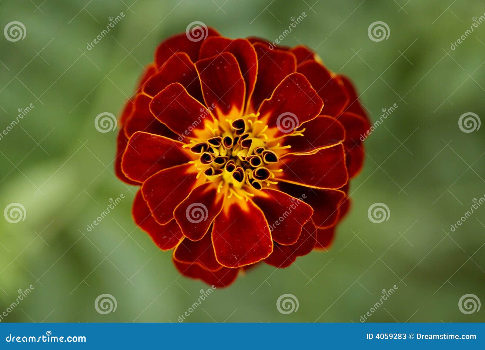 Flor de la maravilla imagen de archivo. Imagen de verde - 4059283