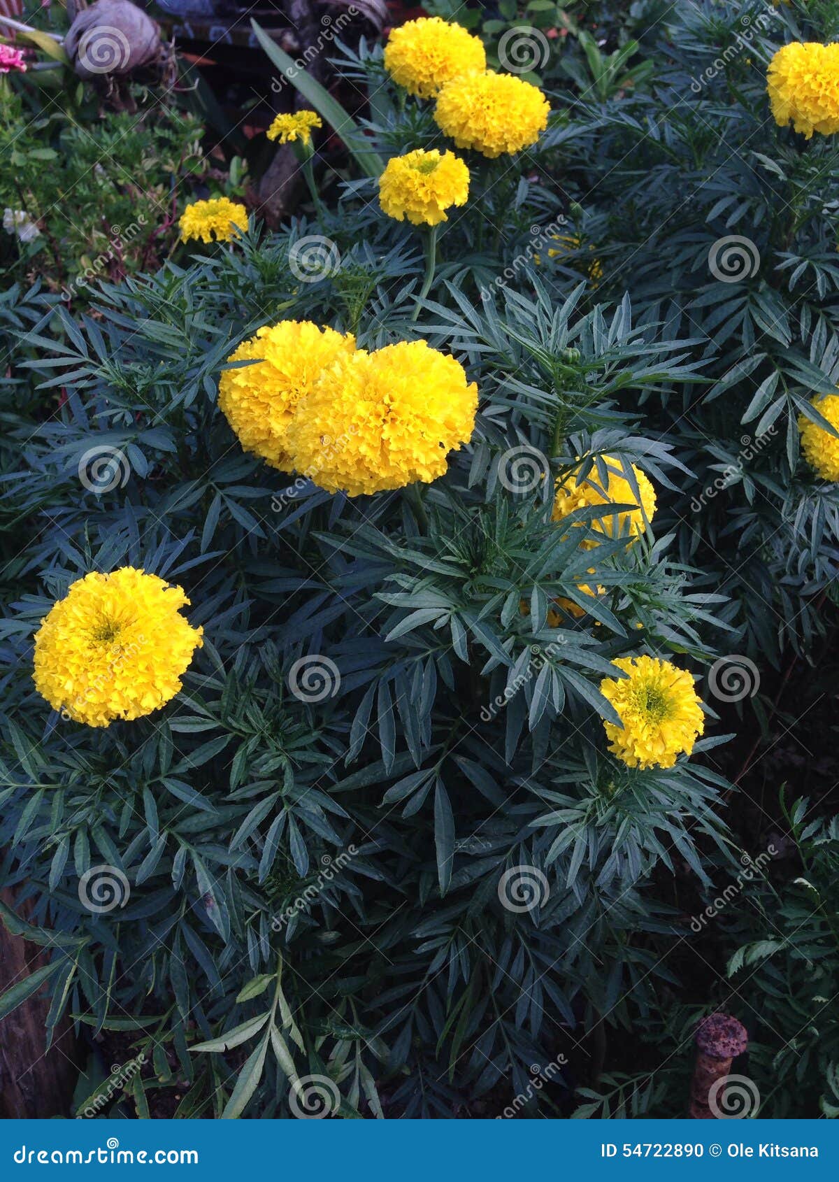 Flor de la maravilla foto de archivo. Imagen de imagen - 54722890