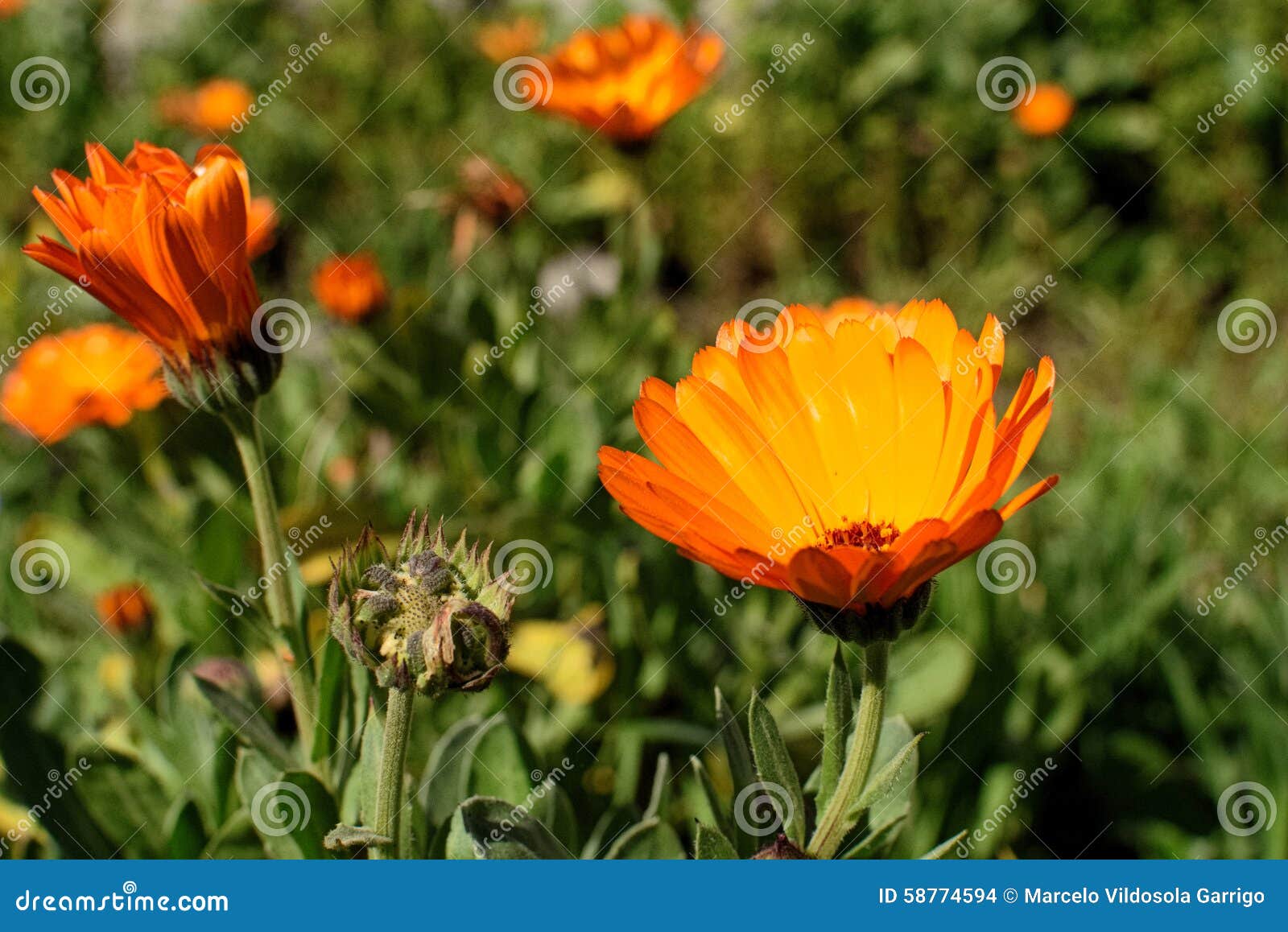 Flor de la maravilla foto de archivo. Imagen de colorido - 58774594