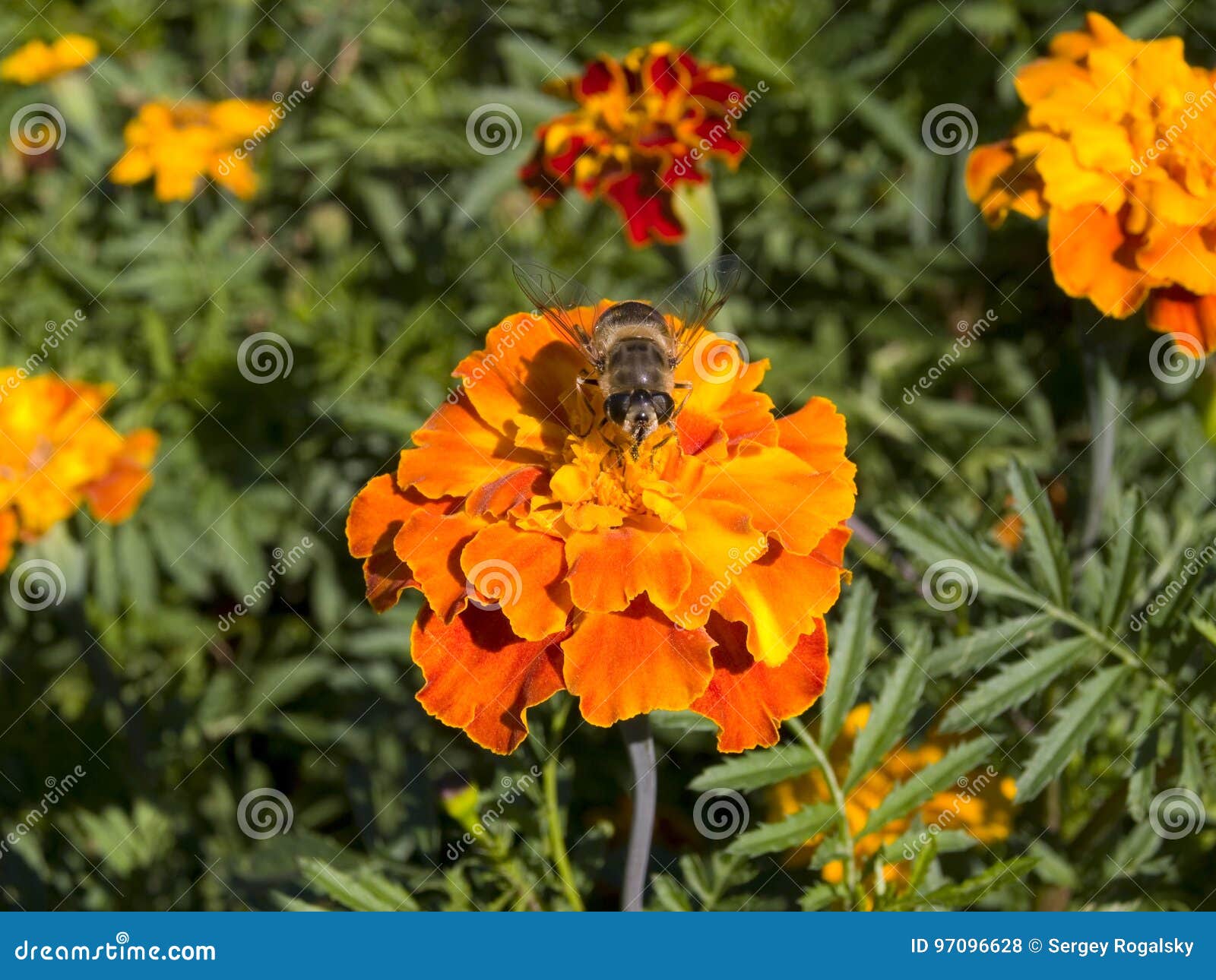 Flor de la maravilla foto de archivo. Imagen de ucrania - 97096628
