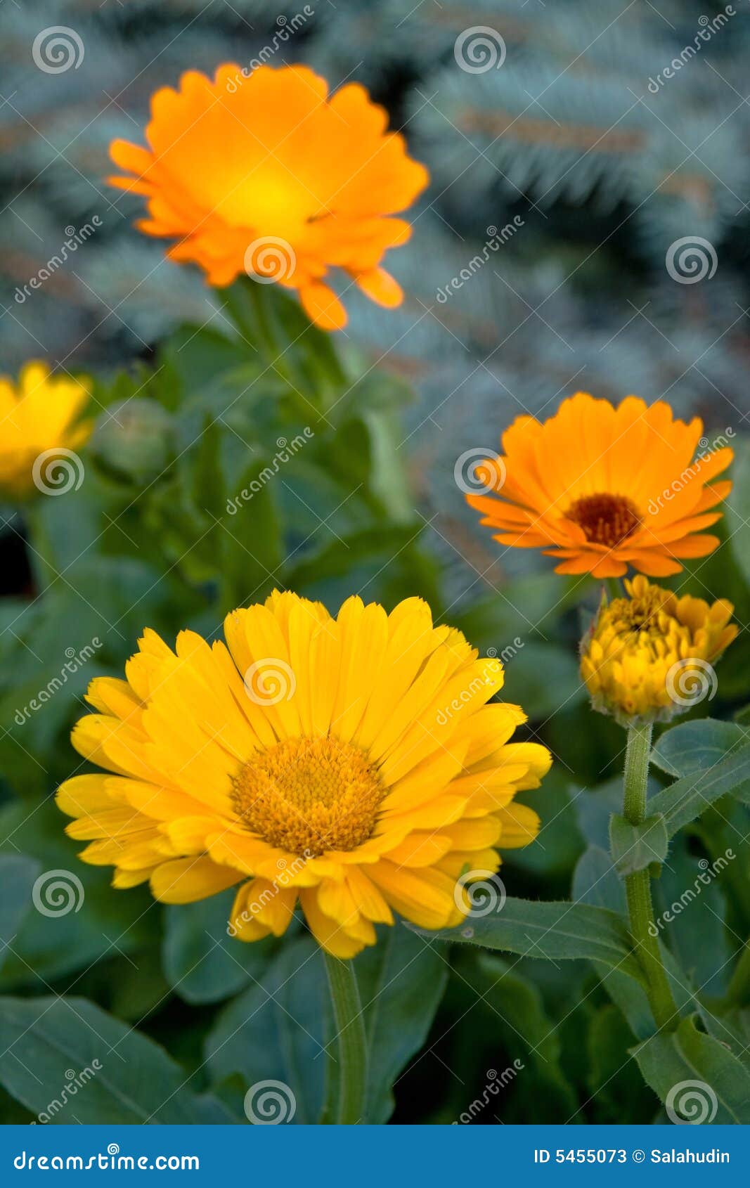Flor De La Maravilla Del Calendula Imagen de archivo - Imagen de suave ...