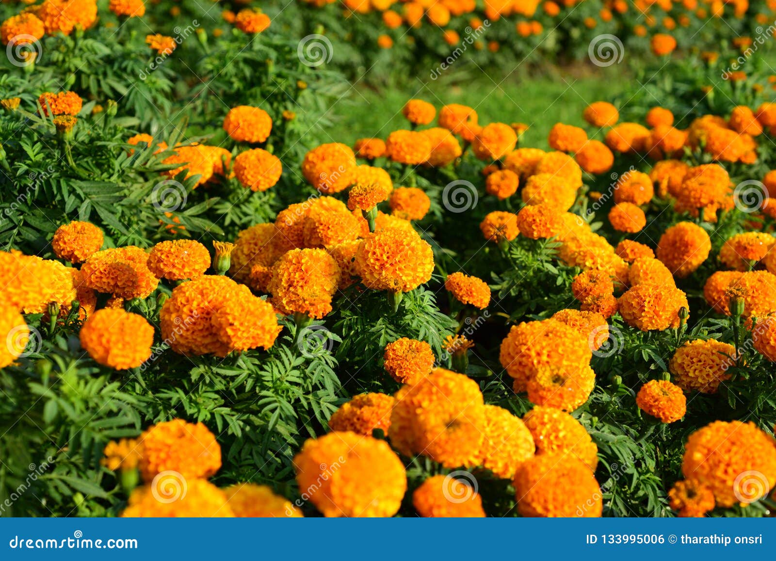 Flor De La Maravilla Del Primer Foto de archivo - Imagen de fresco ...