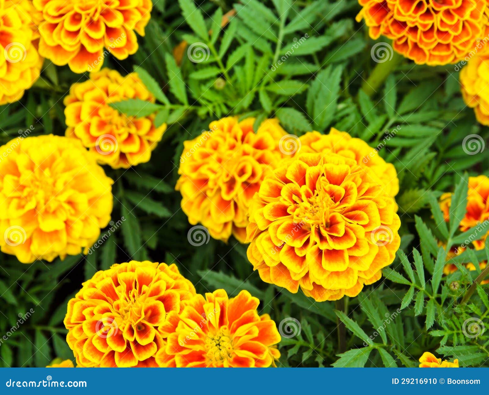 Flor De La Maravilla Francesa Foto de archivo - Imagen de macro, rojo ...