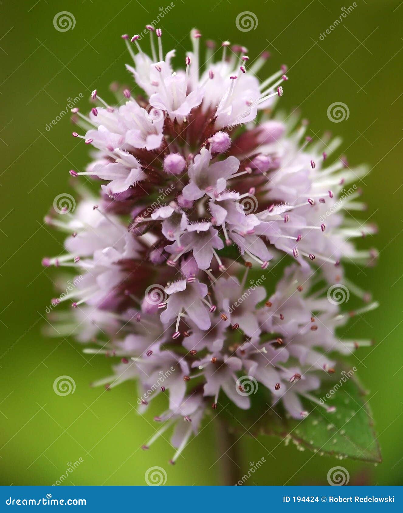 Flor De La Menta Imagenes de archivo - Imagen: 194424