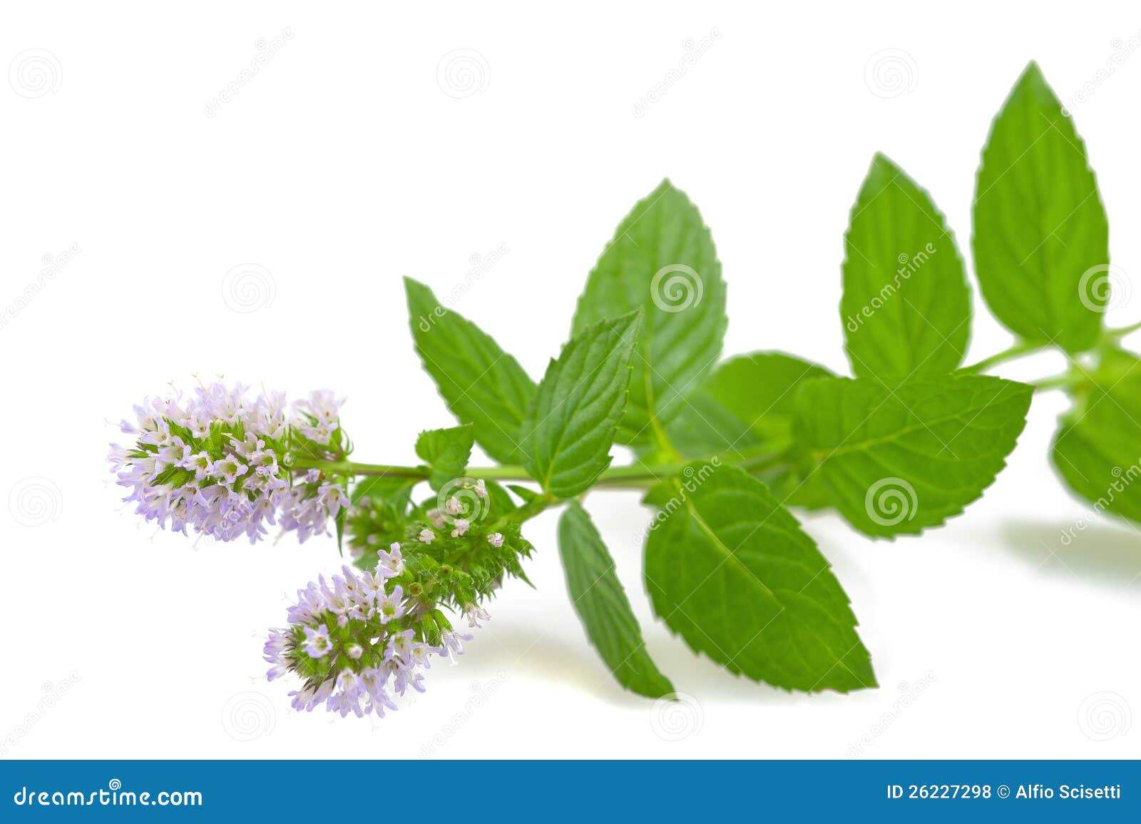 Flor de la menta foto de archivo. Imagen de especia, fresco - 26227298