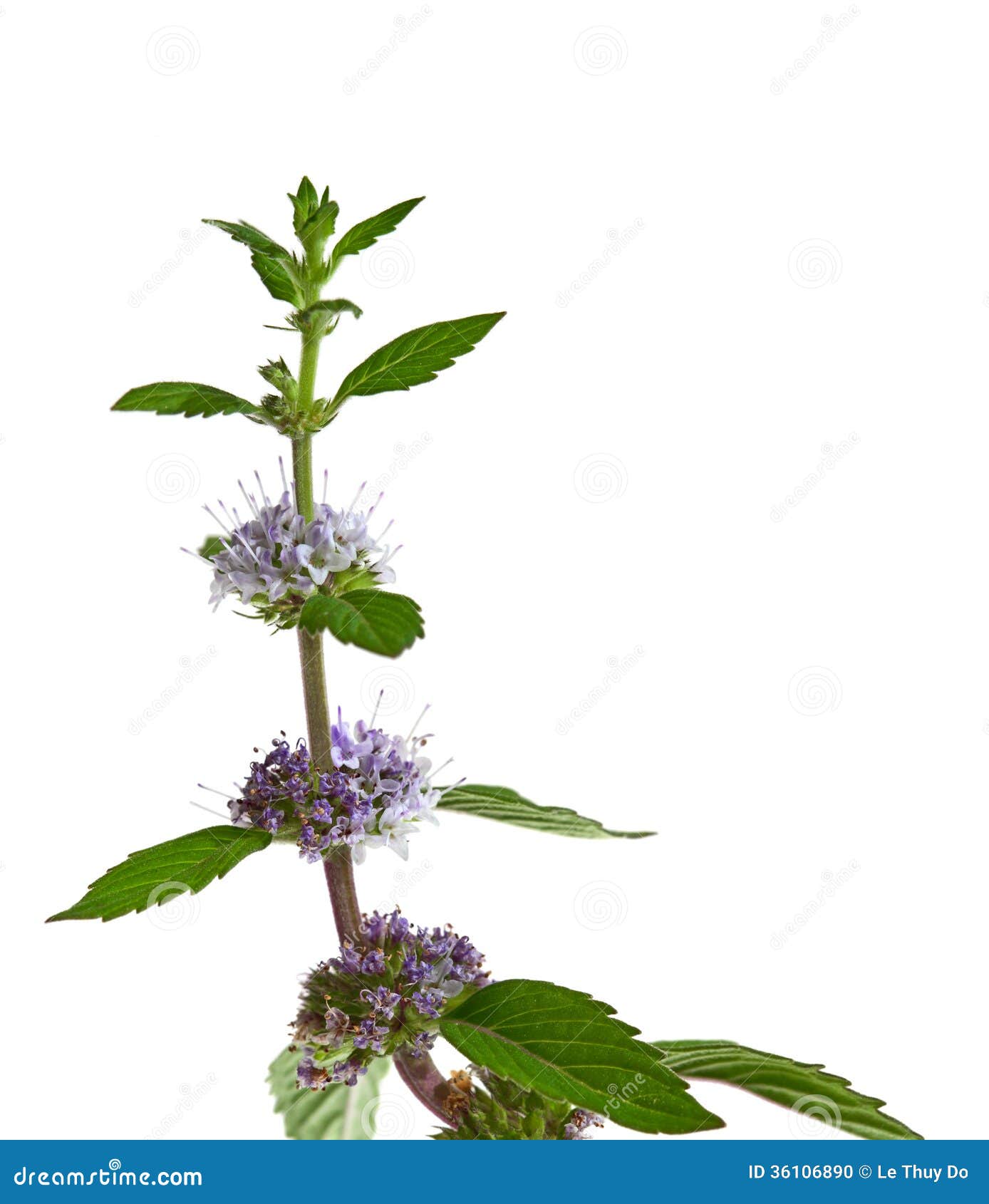 Flor de la menta foto de archivo. Imagen de herbario - 36106890