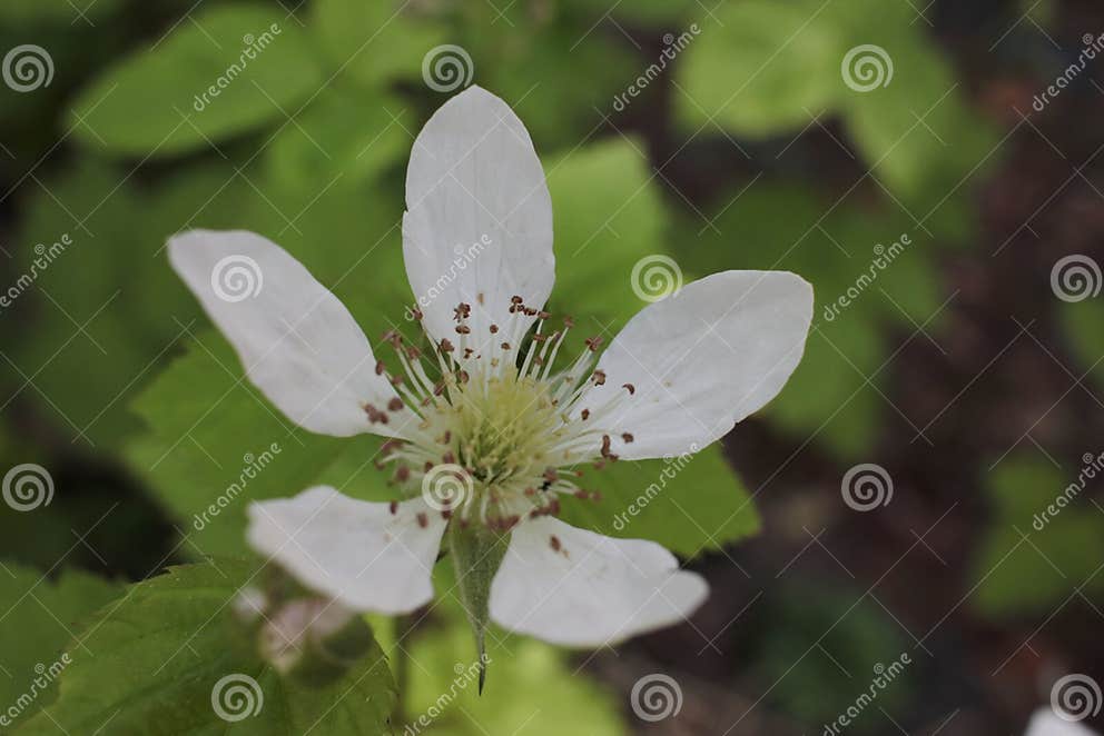 Flor de la mora foto de archivo. Imagen de primavera - 95698856