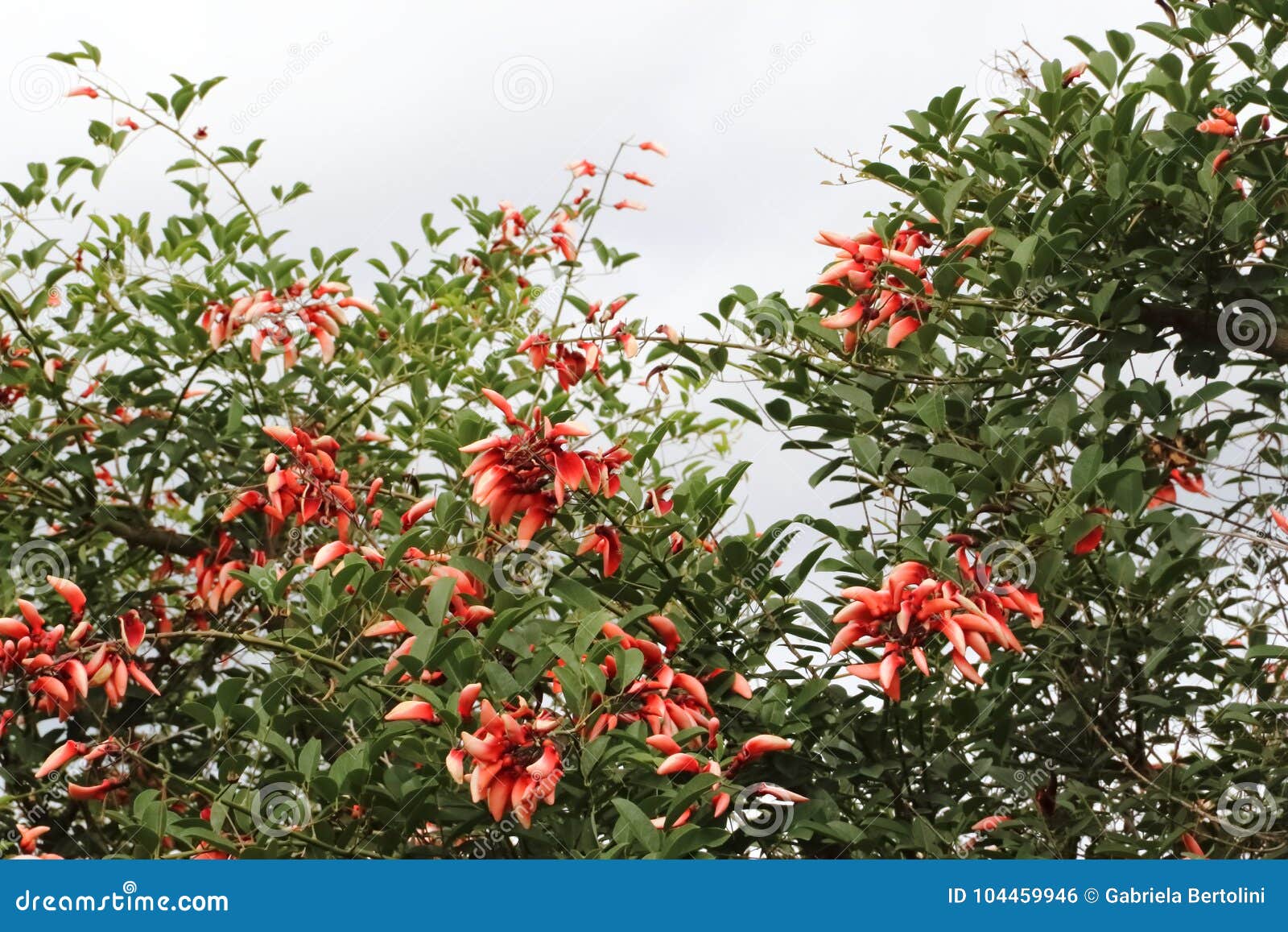 Flor De La Flor Nacional La Argentina Del Ceibo Foto de archivo ...